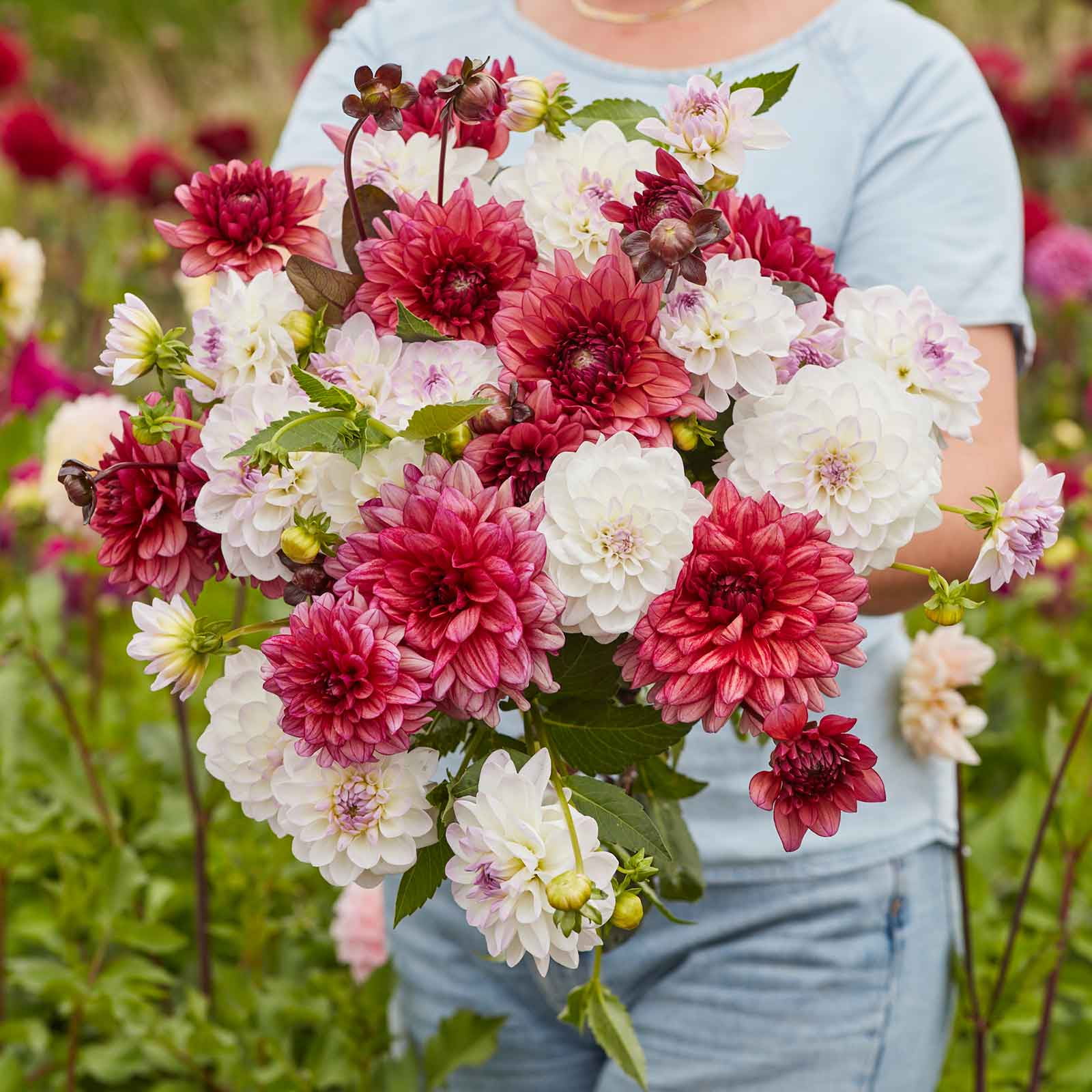 Dahlia Bulbs - Best in Show Duo - 4 Bulbs - Red Flower Bulbs, Tuber ...
