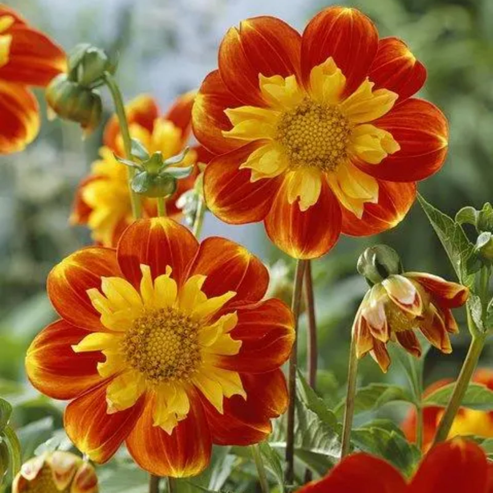 Dahlia Bulbs Flower Plant Planted Perennial Can Grow Well in Flower ...