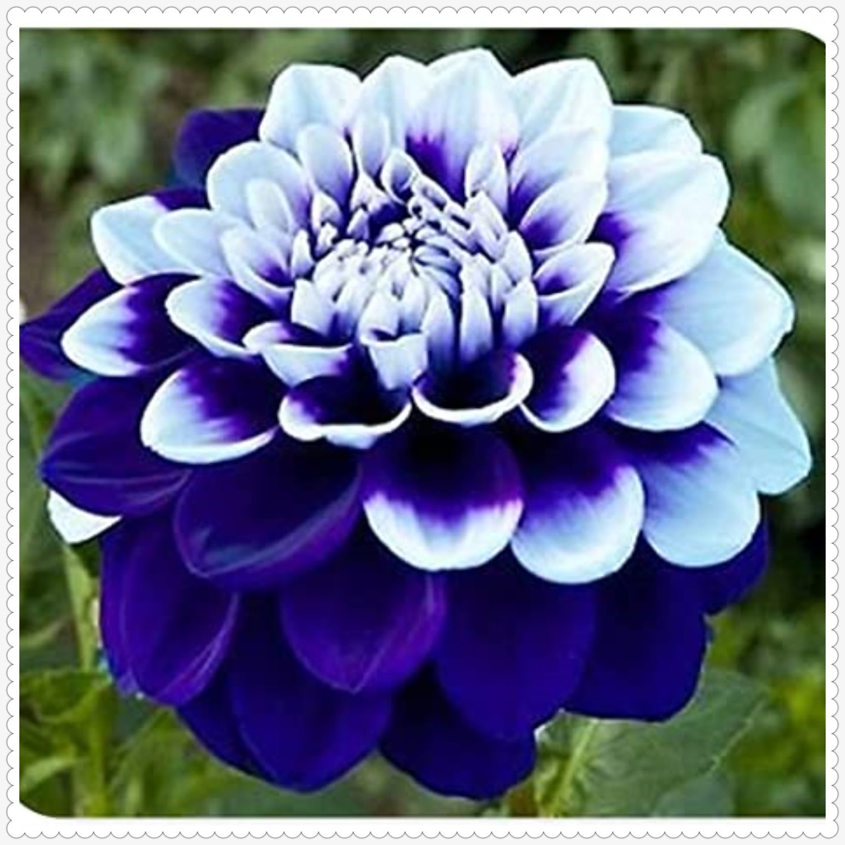 Dahlia Bulbs For Planting Perennial Exquisite Iridescent Dahlia Bulbs ...