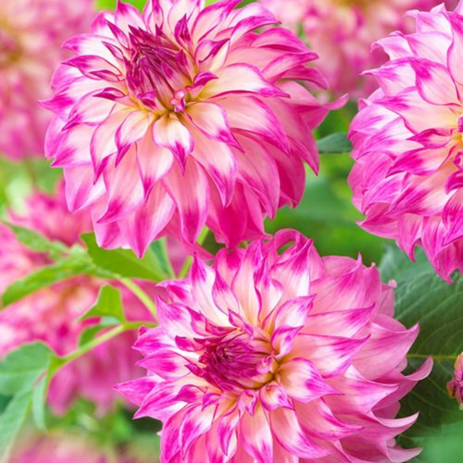 Dahlia Bulbs, Full Sun, Flowering, Decorative, Ready To Plant, Large ...
