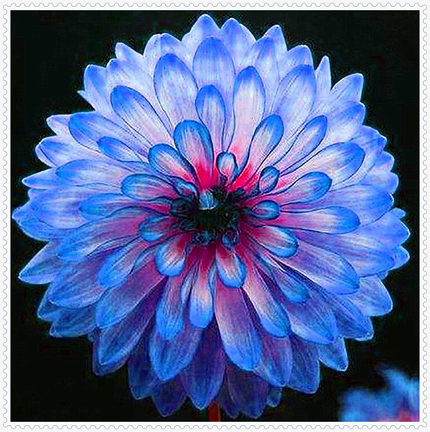 Dahlia Bulbs, Long Flowering Period, Big Flowers,Perennial Plants,Showy ...