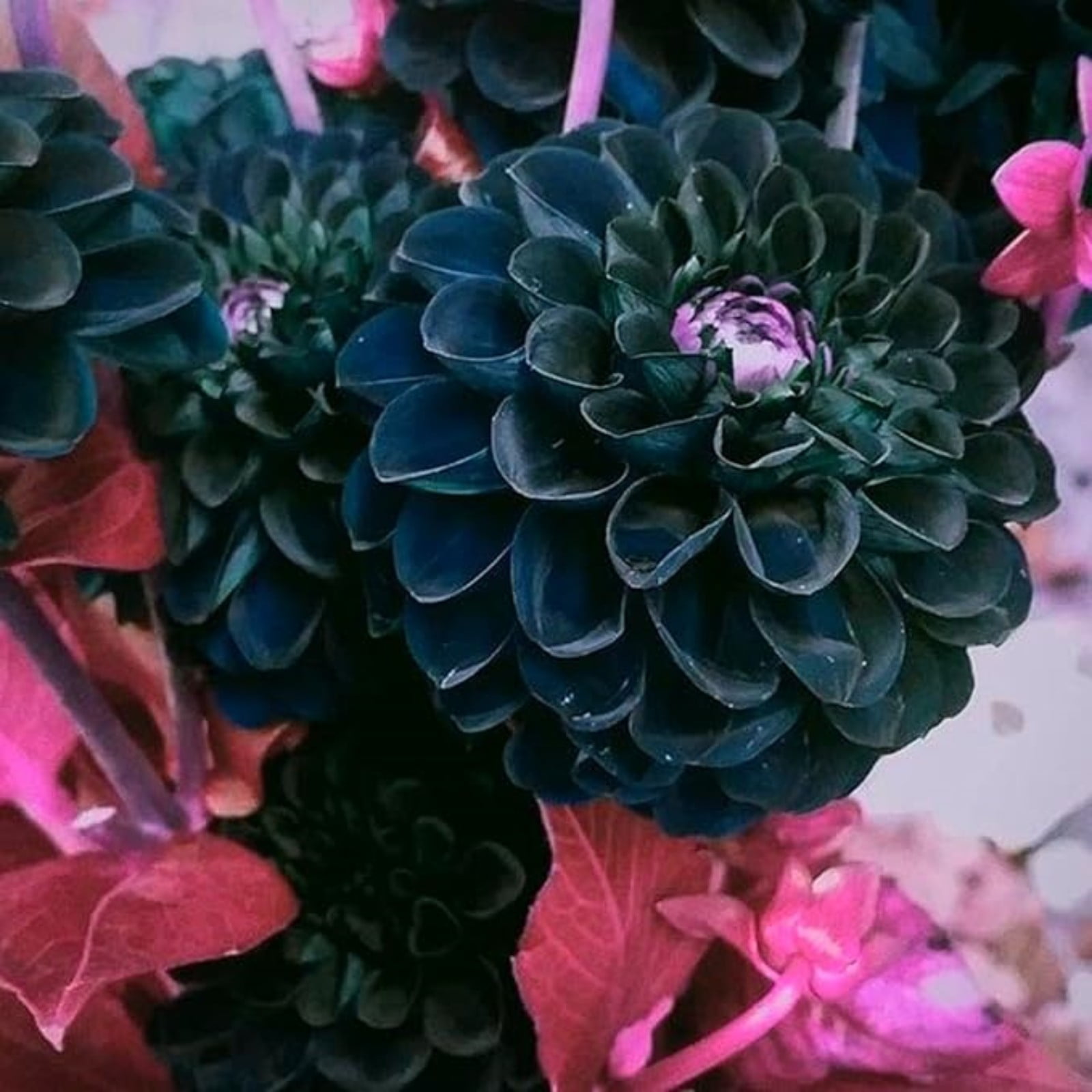 Dahlia Bulbs Planting Bulbs Ornamental Garden Perennial Herbs Hard ...