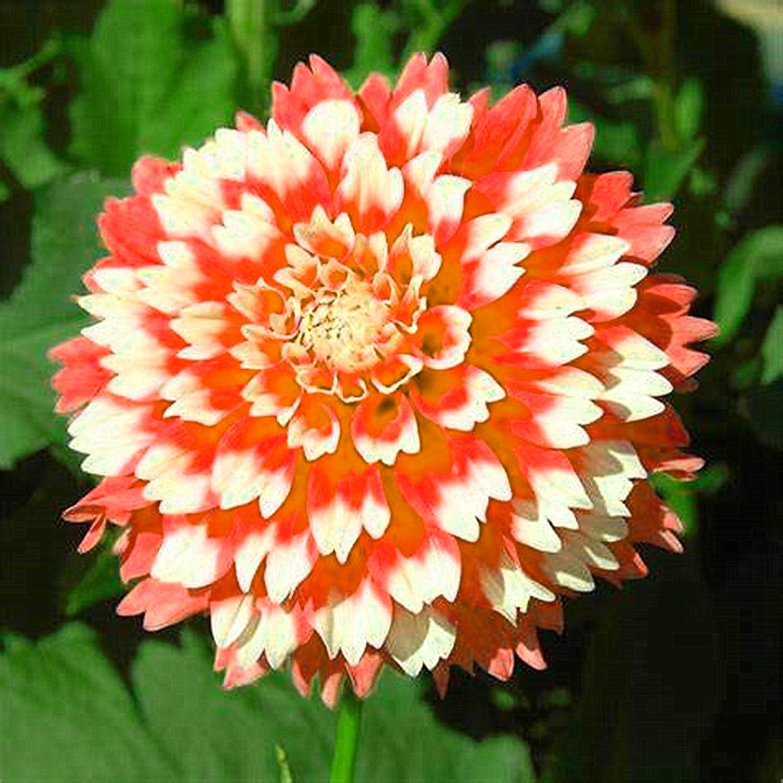 Dahlia Bulbs Planting Bulbs Ornamental Garden Perennial Herbs Hard ...