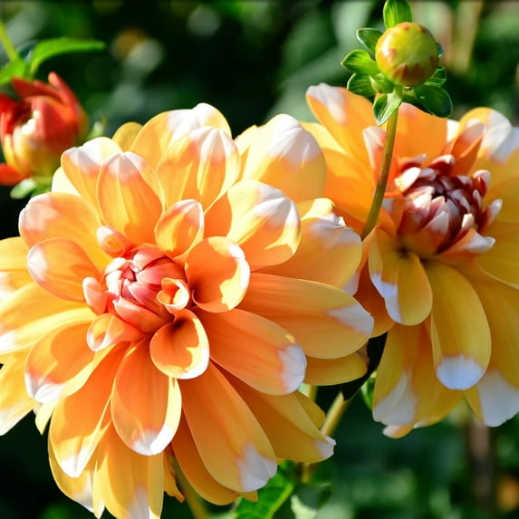 Dahlia Bulbs Planting Bulbs Ornamental Hard-Non-Artificial Herbs Home ...