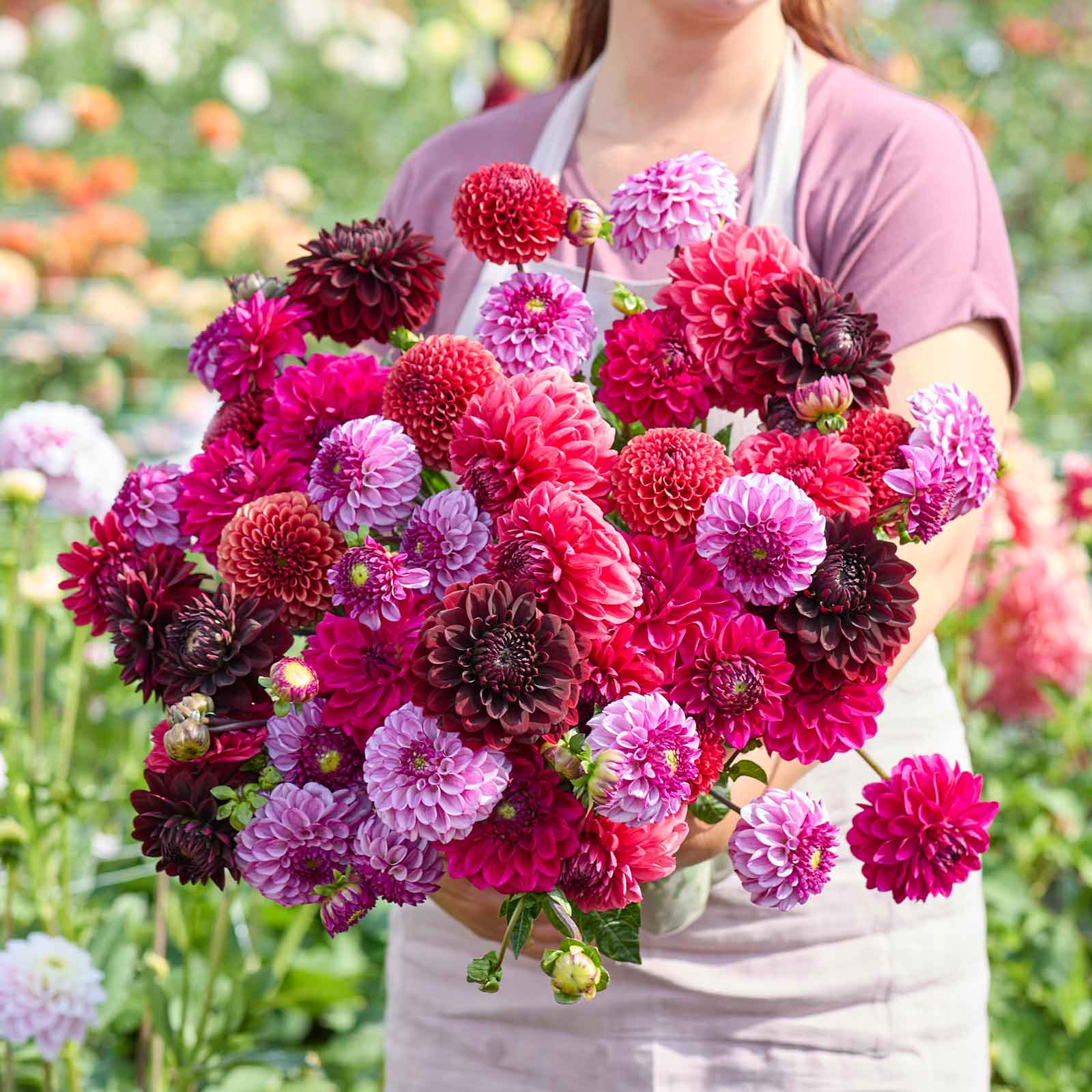 Dahlia Bulbs - Plum Shades Mix - 5 Bulbs - Mixed Flower Bulbs, Tuber ...