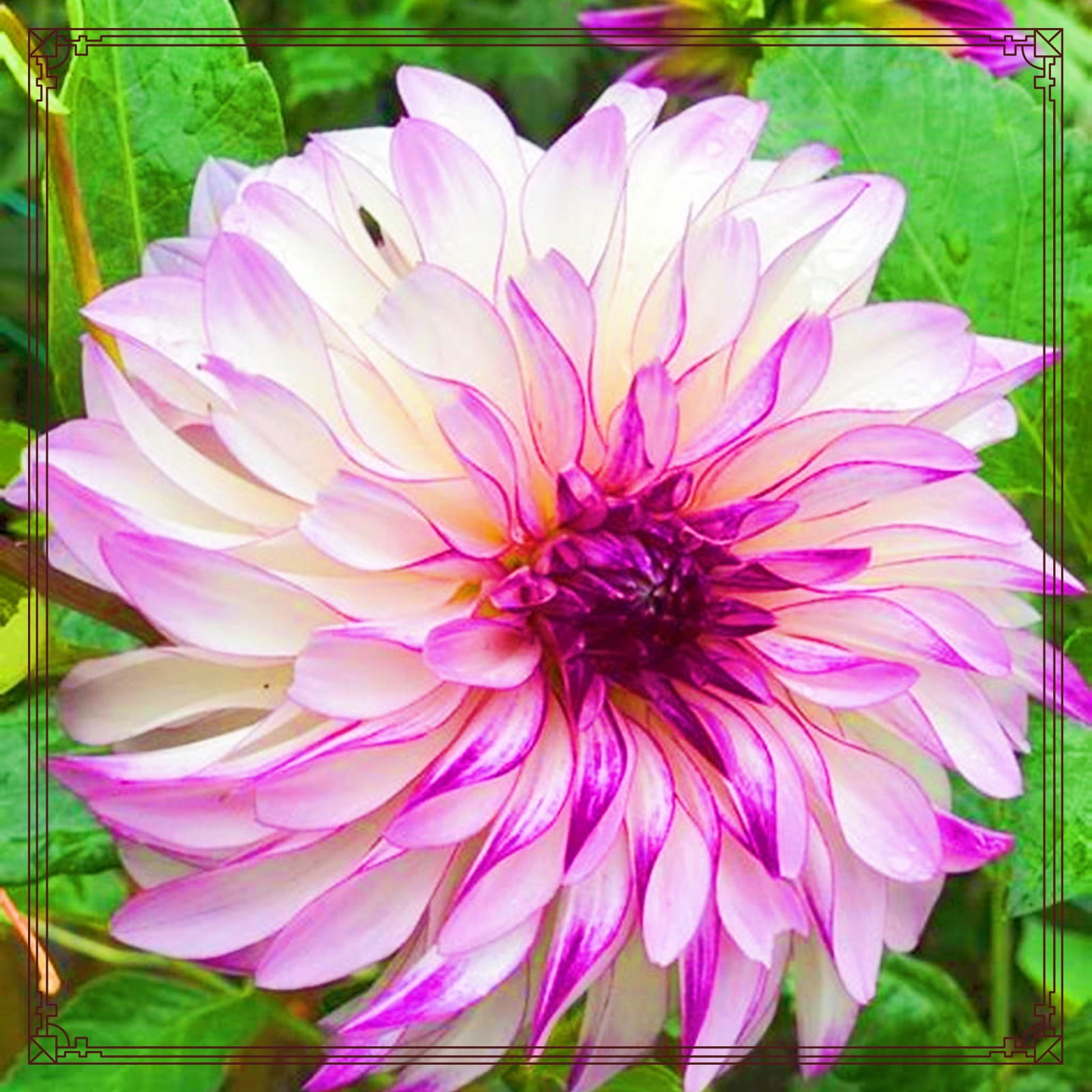 Dahlia Bulbs Pots Lovely Bulbs Tubers Bulk Flower Plant Planted ...