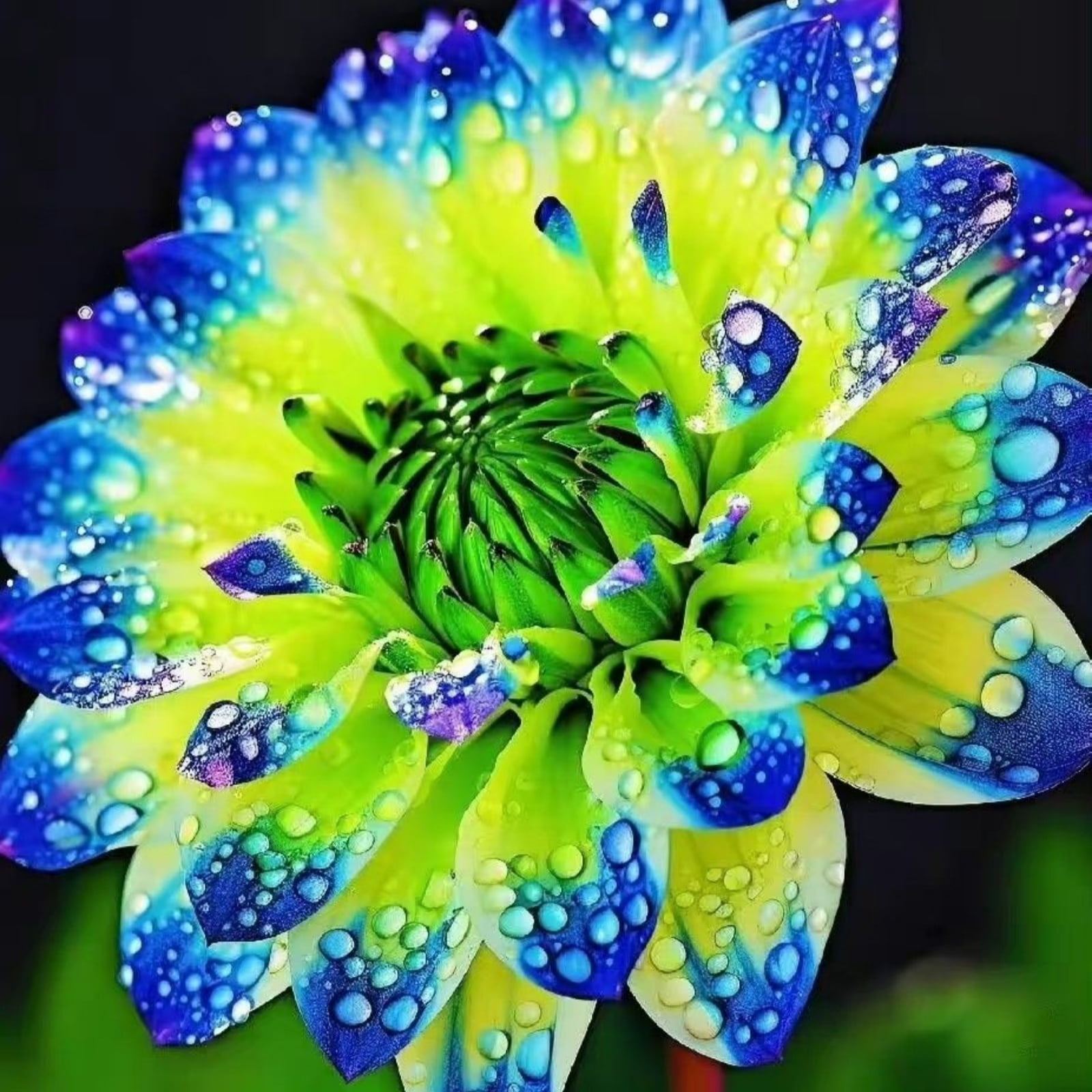 Dahlia Bulbs/Professional Planting, Corners Garden/ for Fill Shady ...