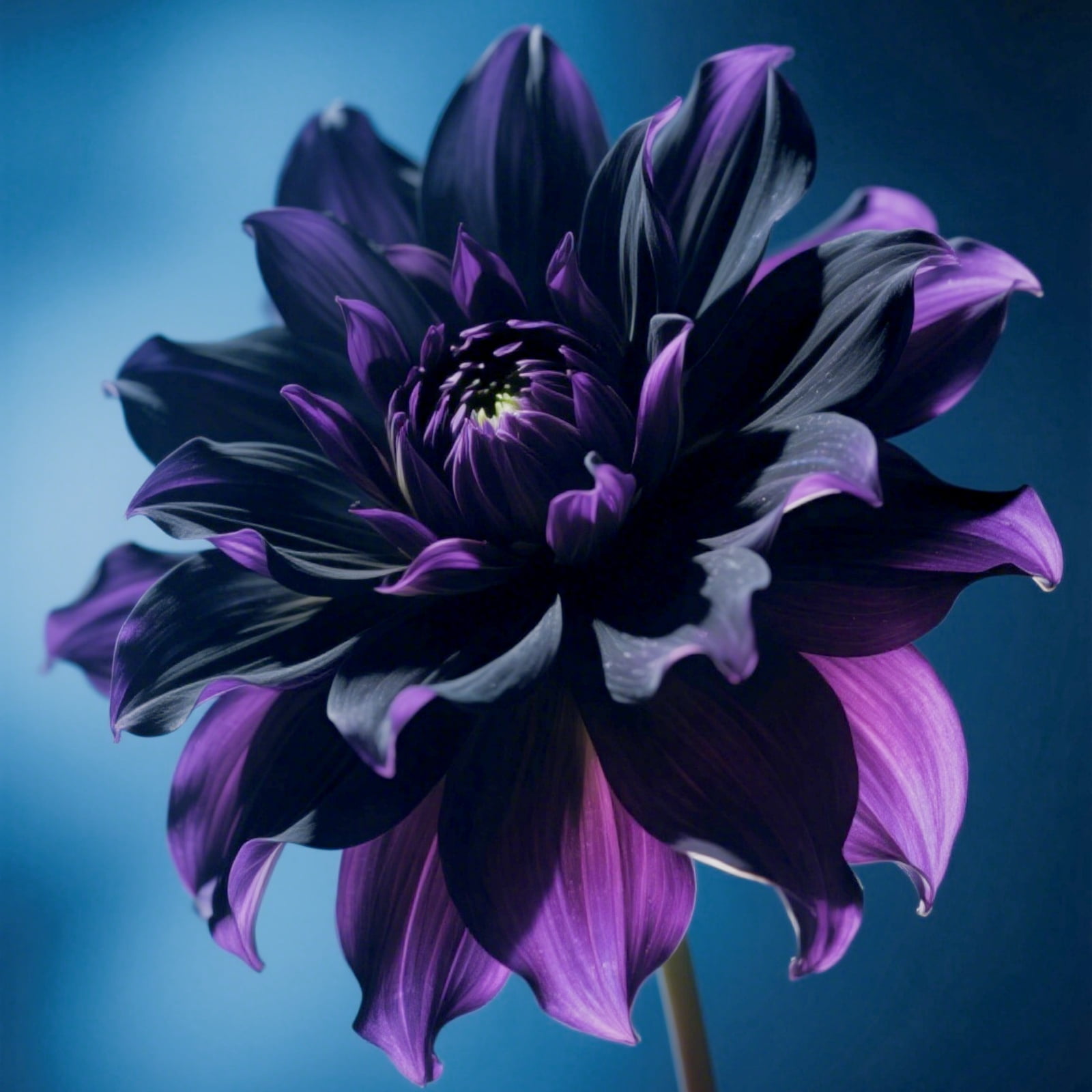 Dahlia Bulbs/Professional Planting, Corners Garden/ for Fill Shady ...