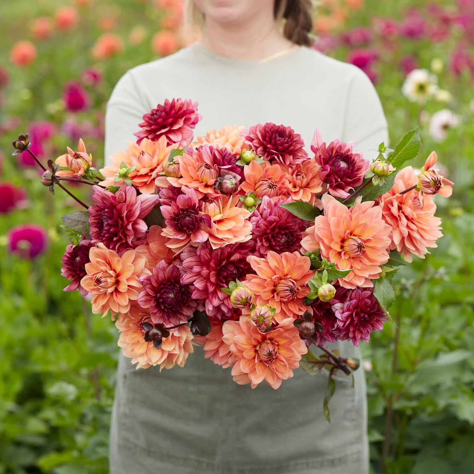 Dahlia Bulbs - Rustic Raven Duo - 8 Bulbs - Orange Flower Bulbs, Tuber ...