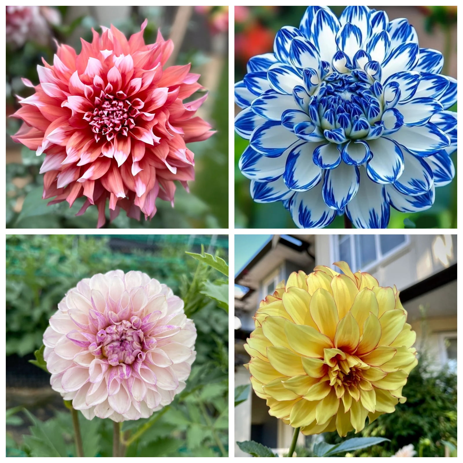 Dahlia-Bulbs-for Planting Perennial - Garden Cheerful Decoration ...