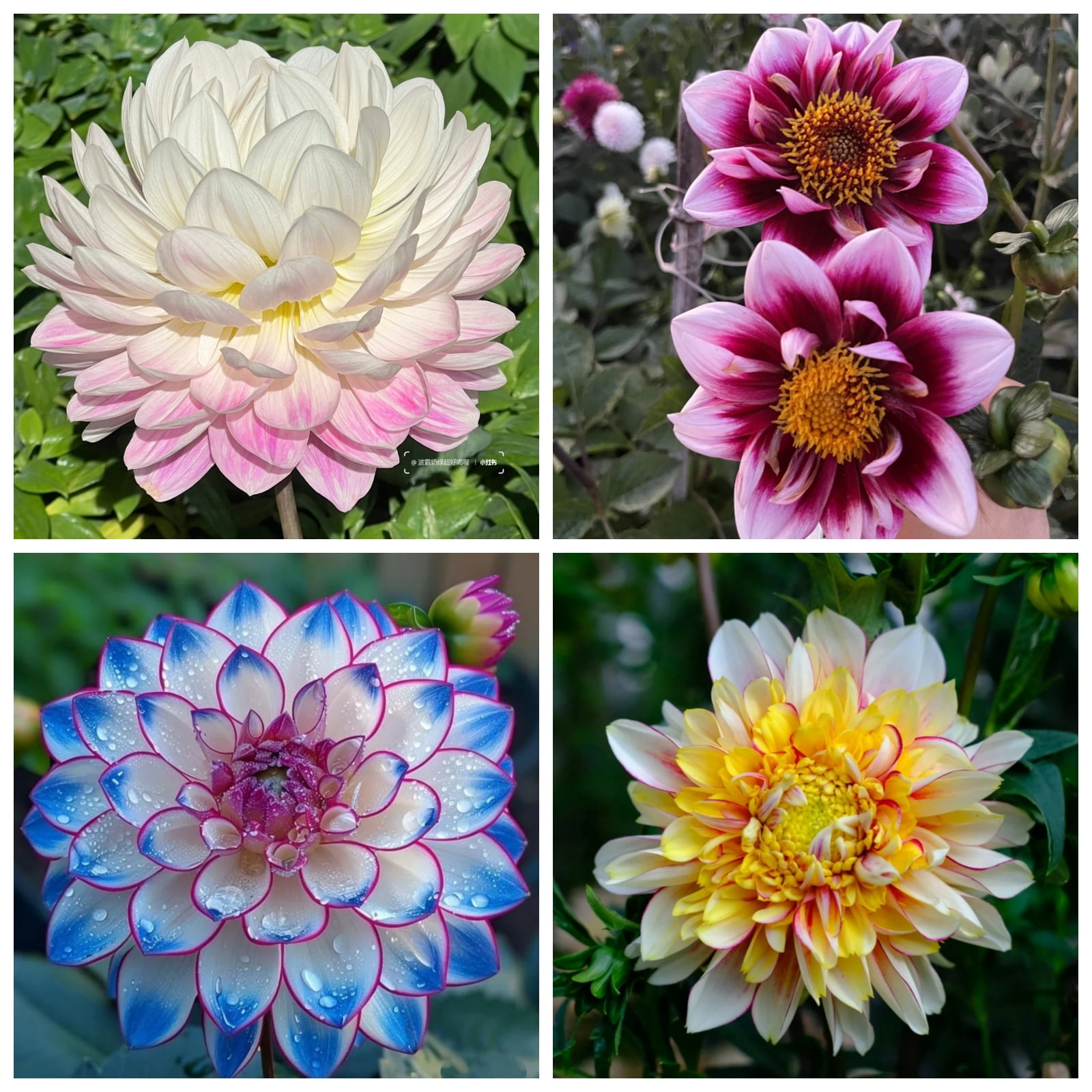 Dahlia-Bulbs-for Planting Perennial-Garden Delicate Decoration ...