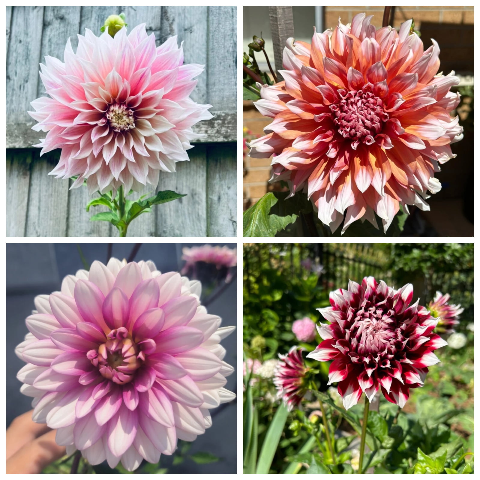 Dahlia-Bulbs-for Planting Perennial-Garden Delicate Decoration ...