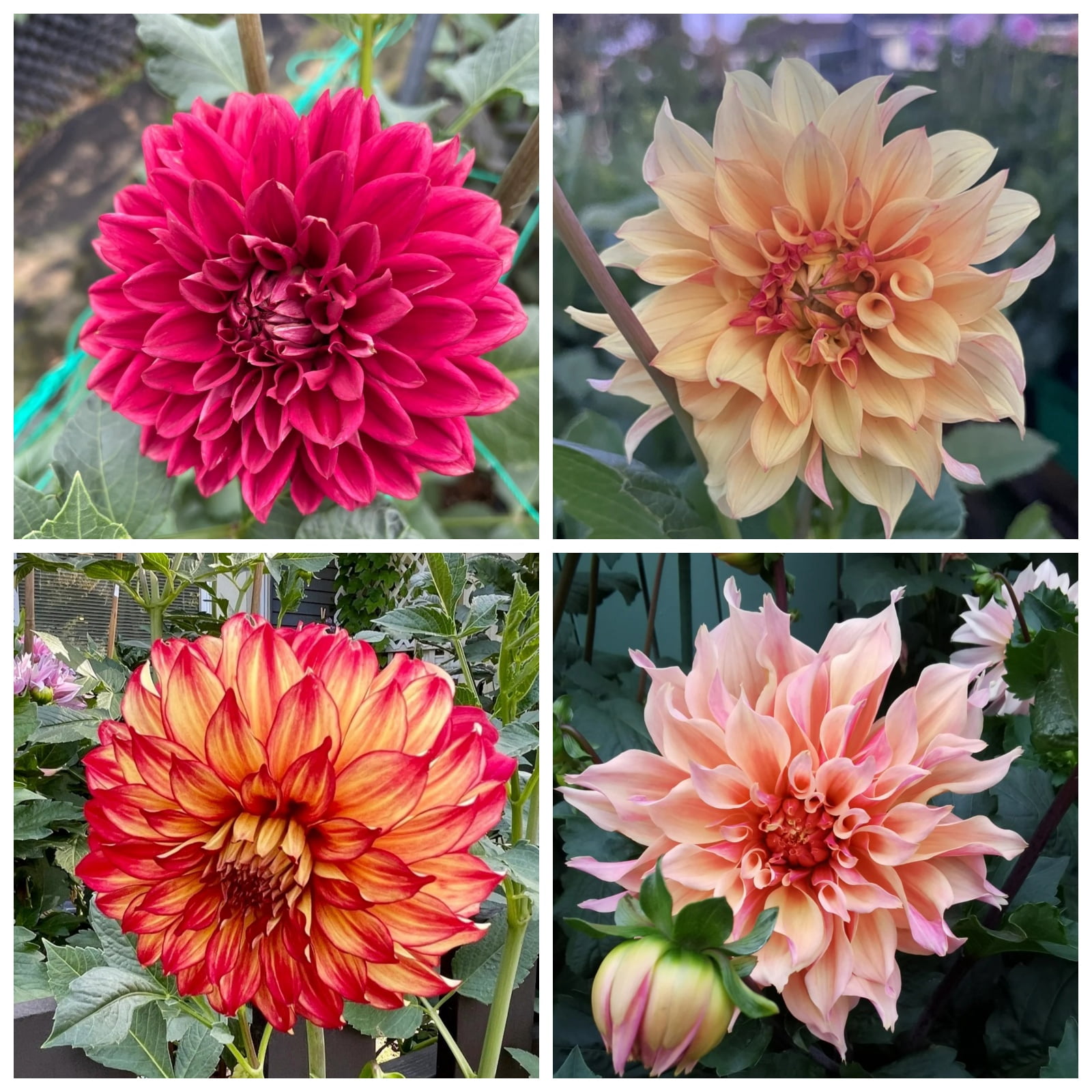 Dahlia-Bulbs-for Planting Perennial-Garden Delicate Decoration ...