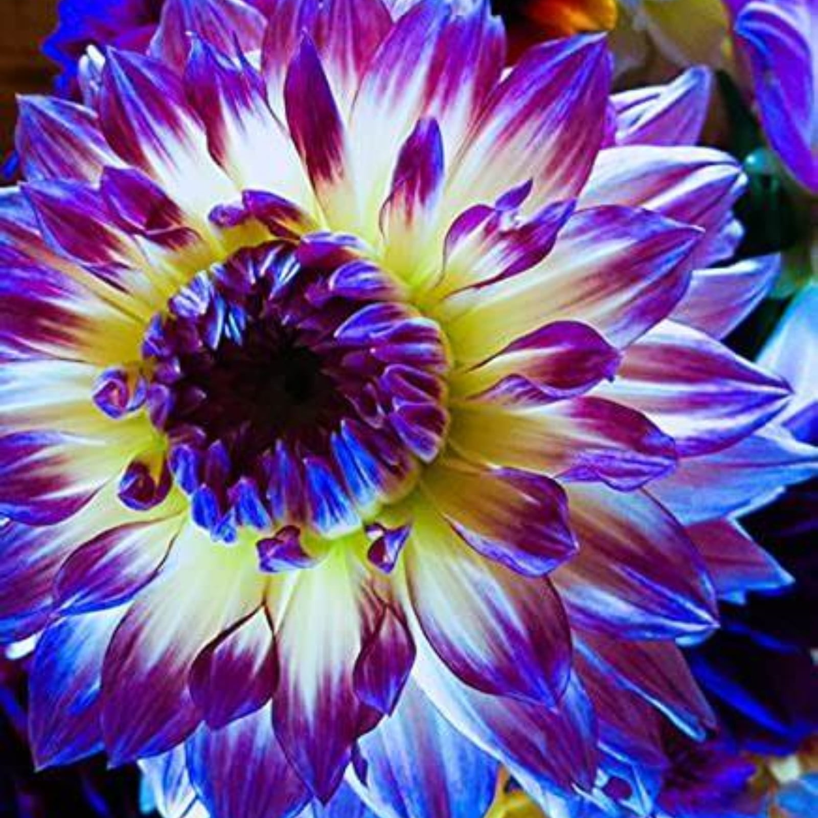 Dahlia,Classic,No Water Needed,Dahlia For Planting Perennial ...