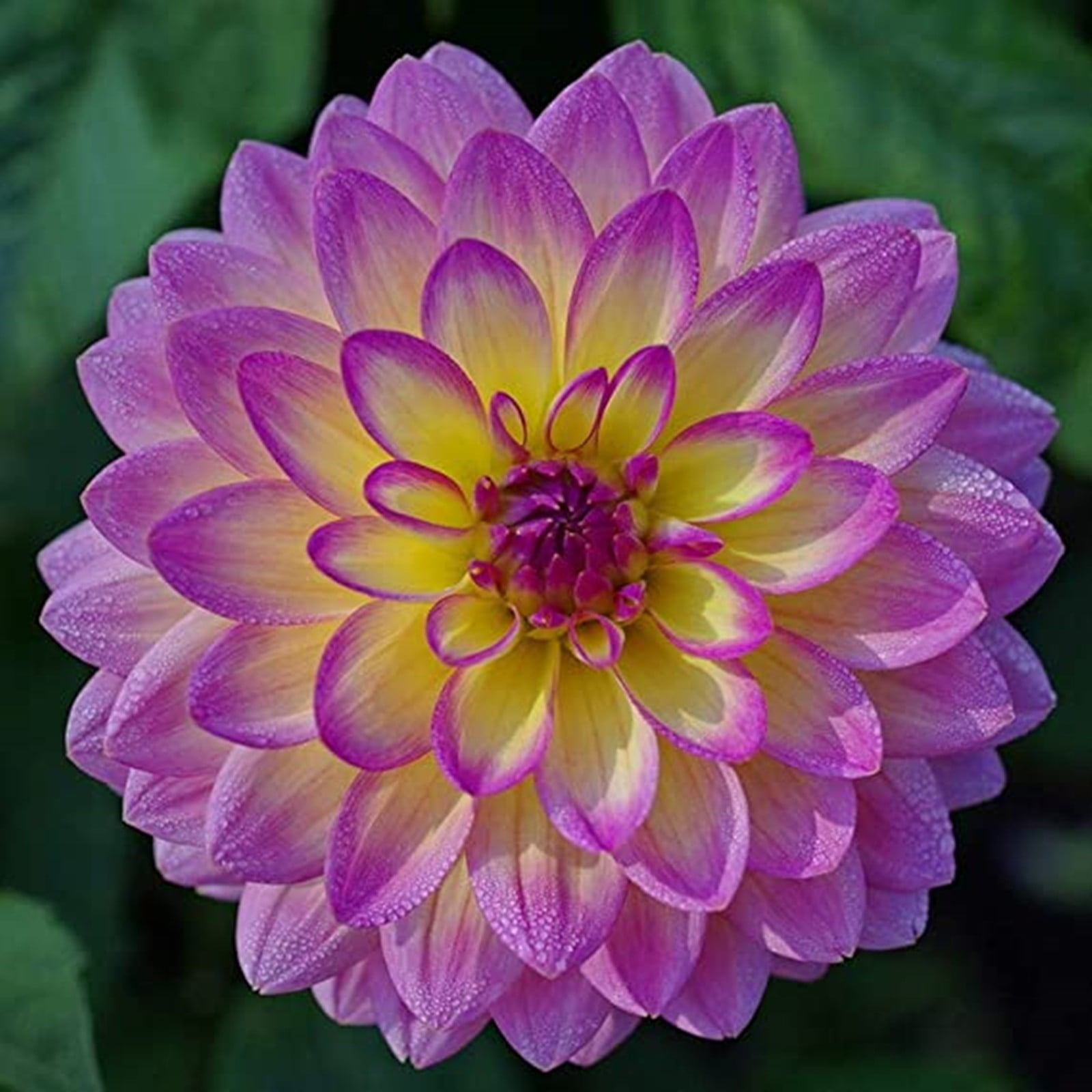 Dahlia,Classic,No Water Needed,Pots to Grow,Dahlia For Planting ...