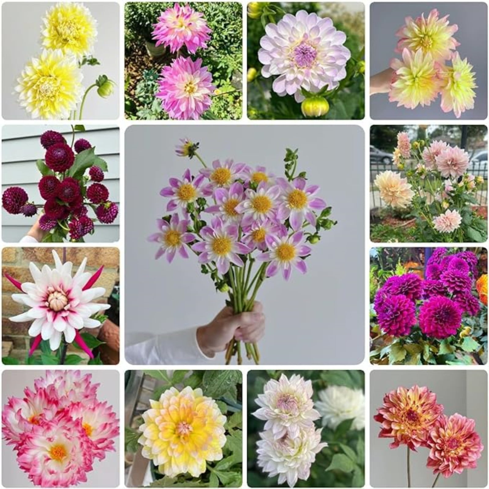 Dahlia,Classic,No Water Needed,Pots to Grow,Dahlia For Planting ...