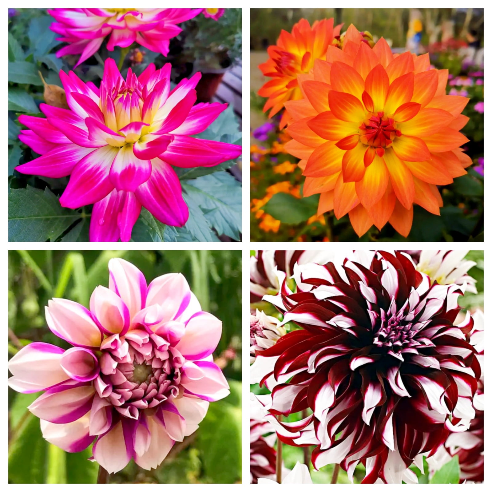Dahlia,Enjoyable Perennial Garden - Walmart.com