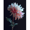 Dahlia Flower Canvas Print Wall Art for Living Room Office Hotel ...