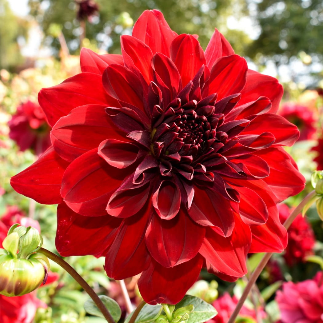 Dahlia Flower Plant - Dahlia Red Velvet Plant Live 4 Inches Tall No Pot ...