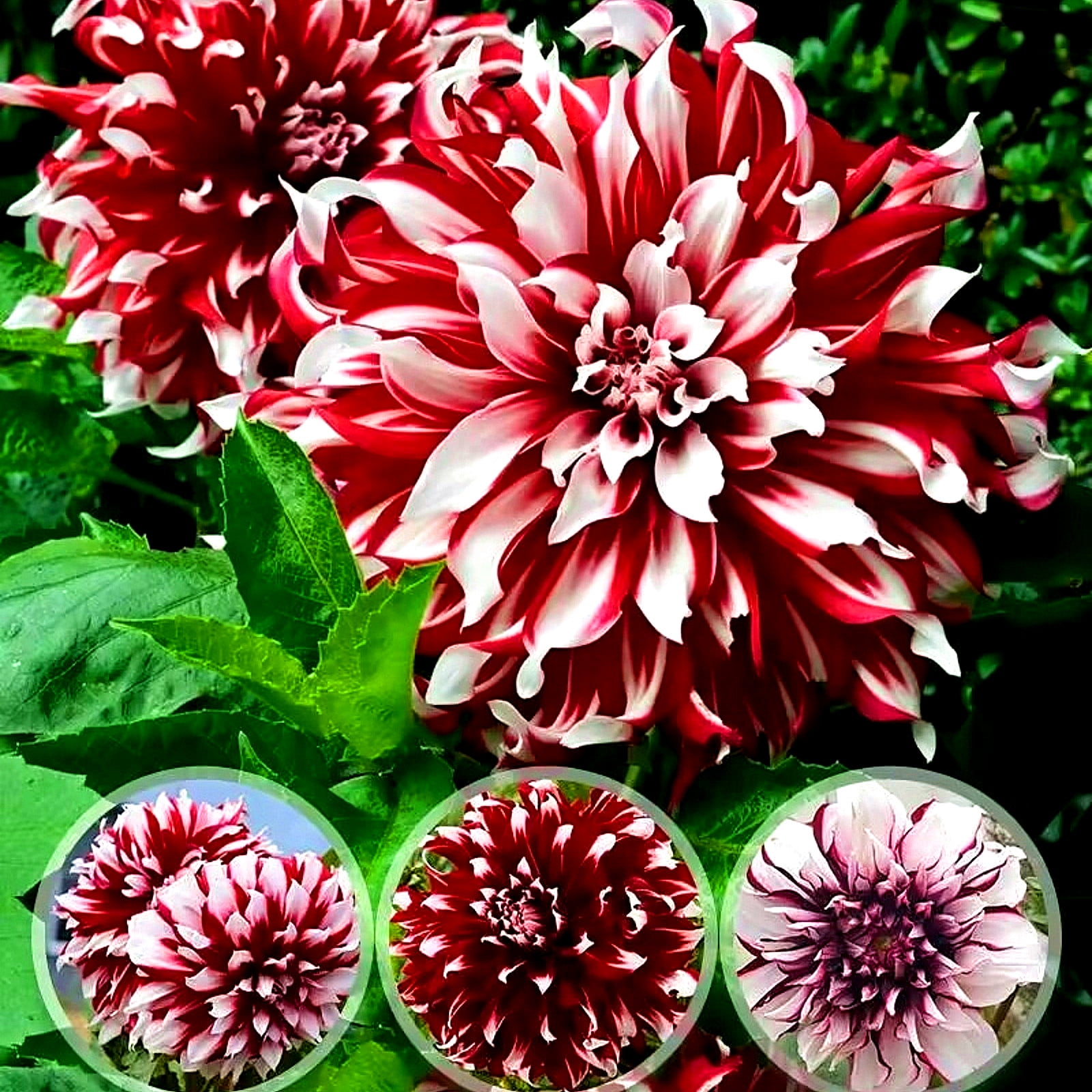 Dahlia. Four-season flower, bonsai plant, easy to maintain - Walmart.com