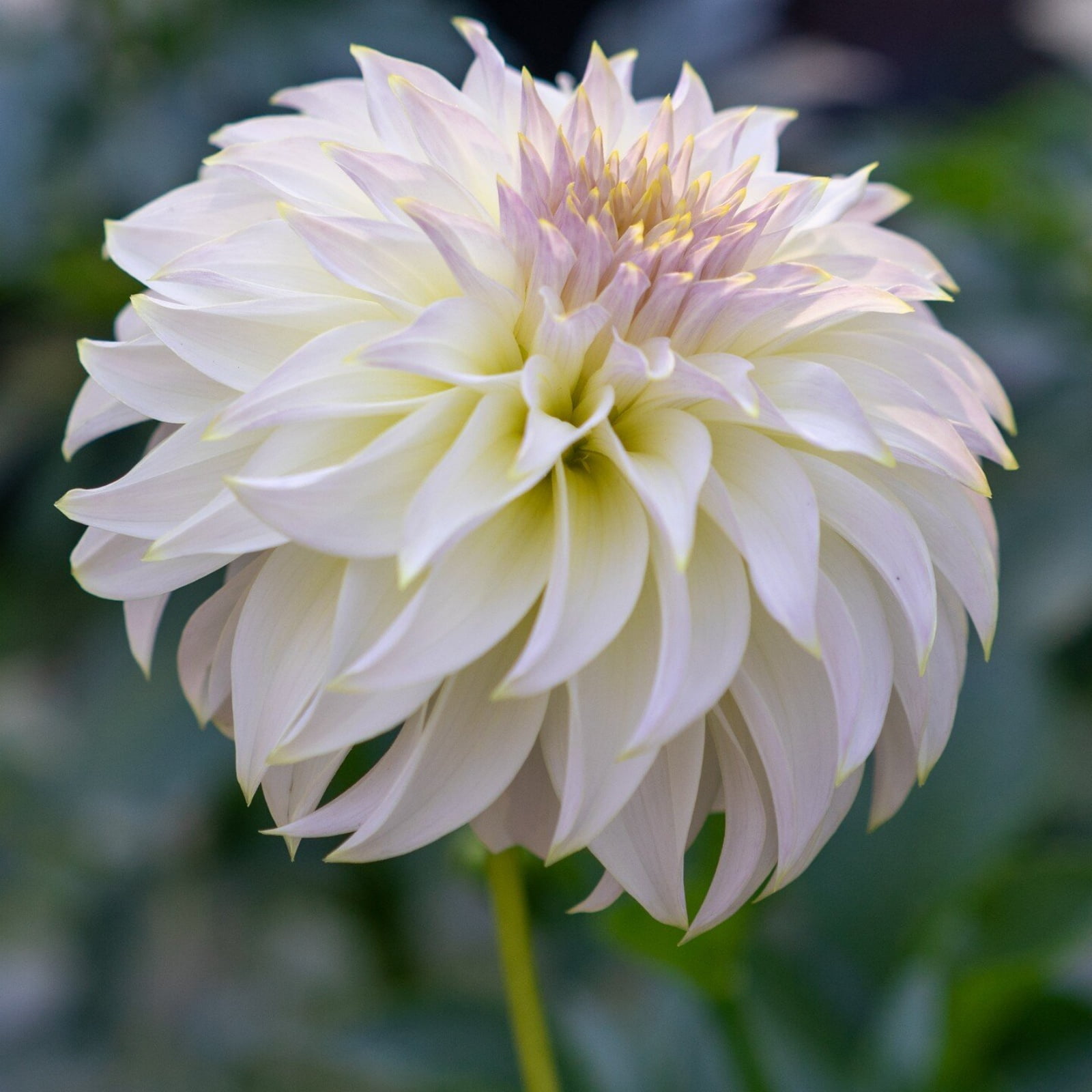 Dahlia. Garden Plant Decoration, Blooming All Year Round, Large Tuber ...