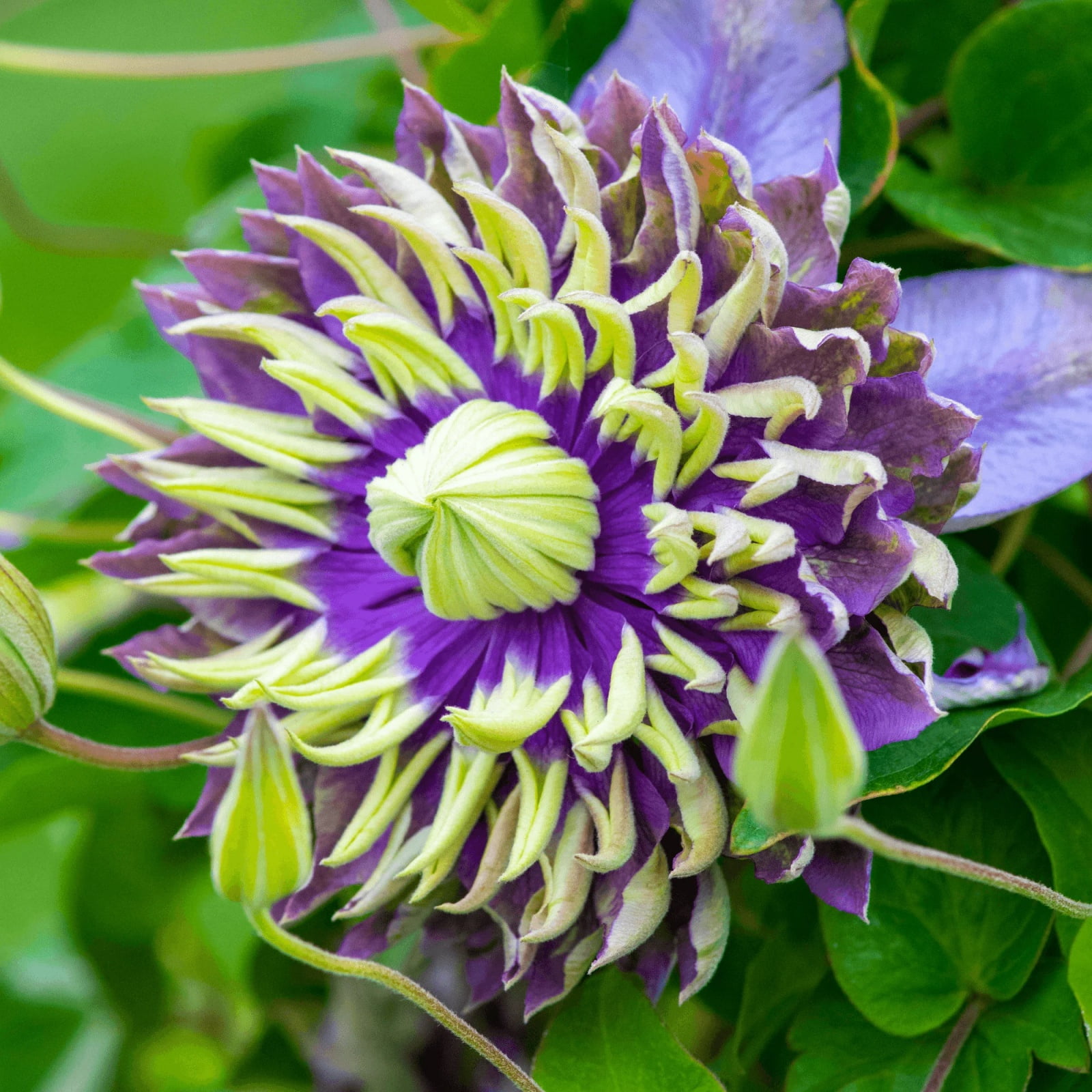 Dahlia. Garden Plant Decoration, Blooming All Year Round, Large Tuber ...