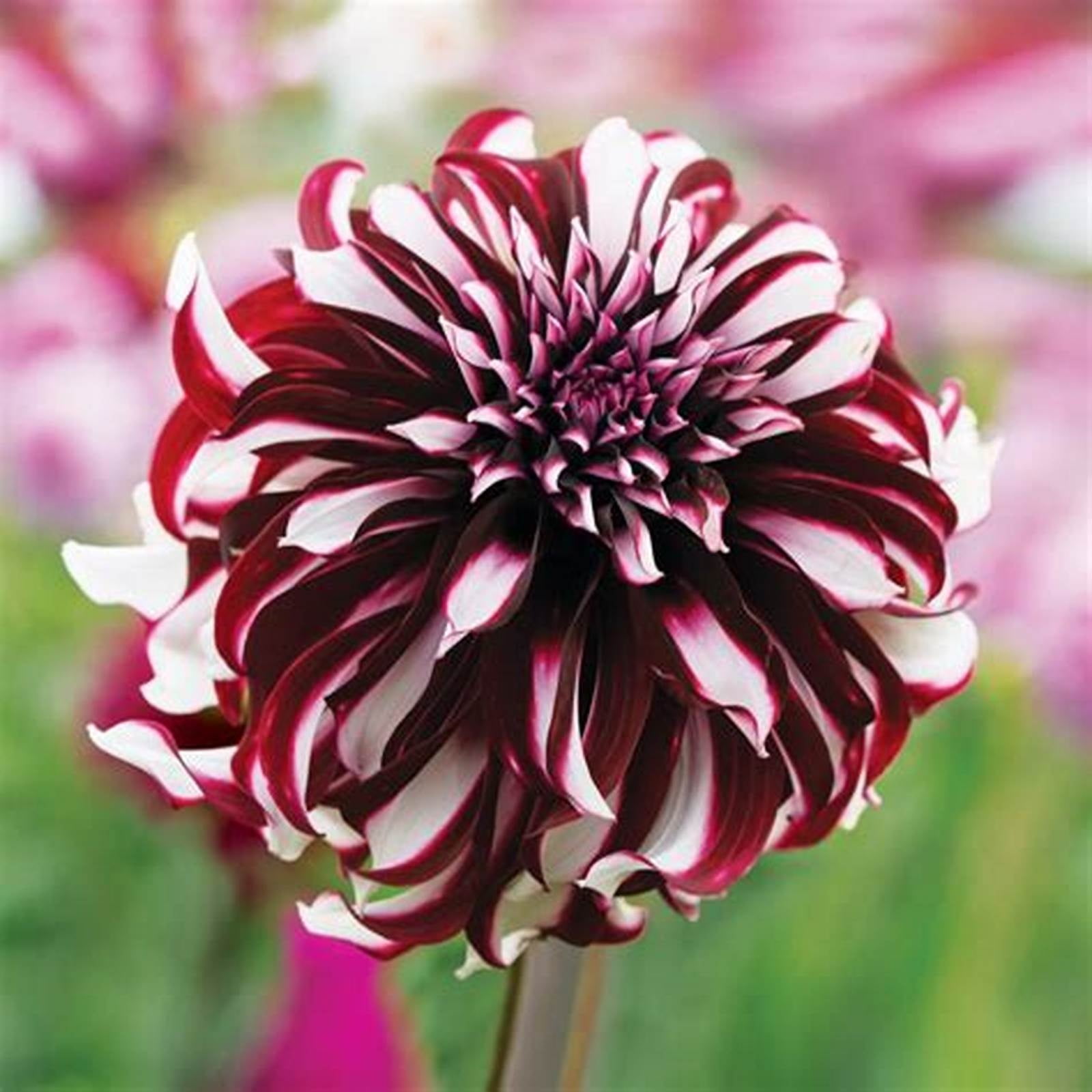 Dahlia. Garden Plant Decoration, Blooming All Year Round, (Large Tuber ...