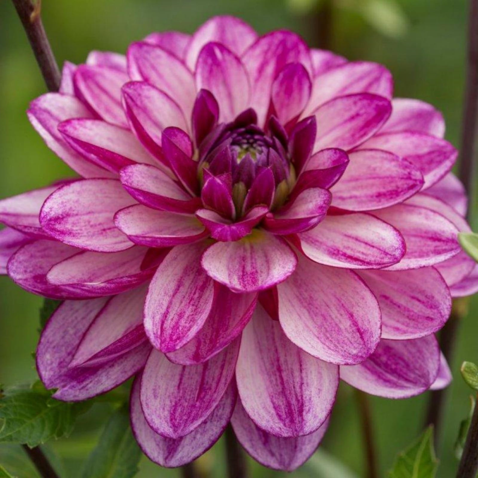 Dahlia. Garden Plant Decoration, Blooming All Year Round, Large Tuber ...