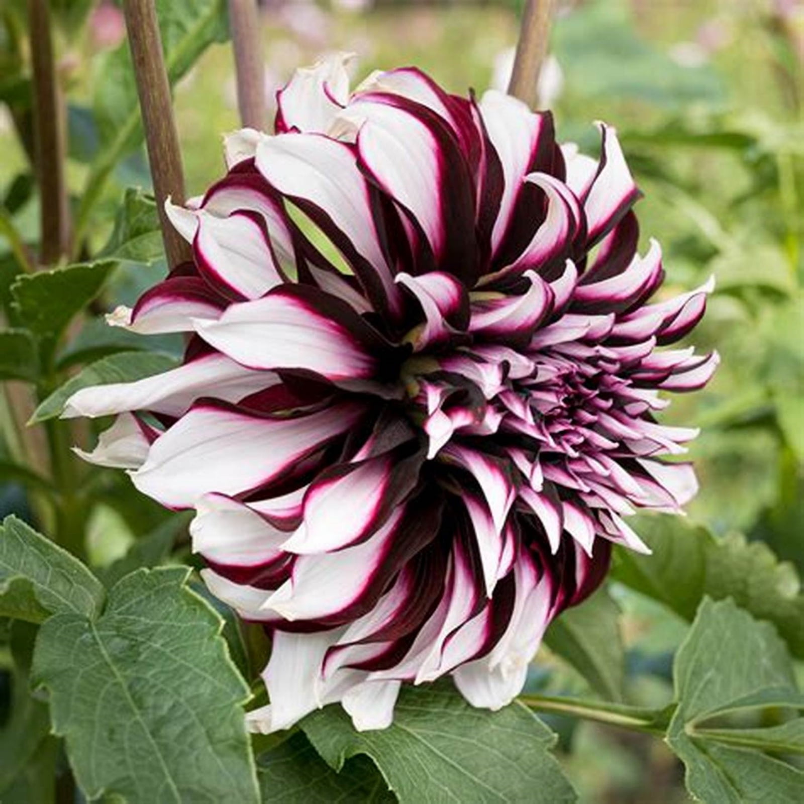 Dahlia. Garden Plant Decoration, Blooming All Year Round, (Large Tuber ...