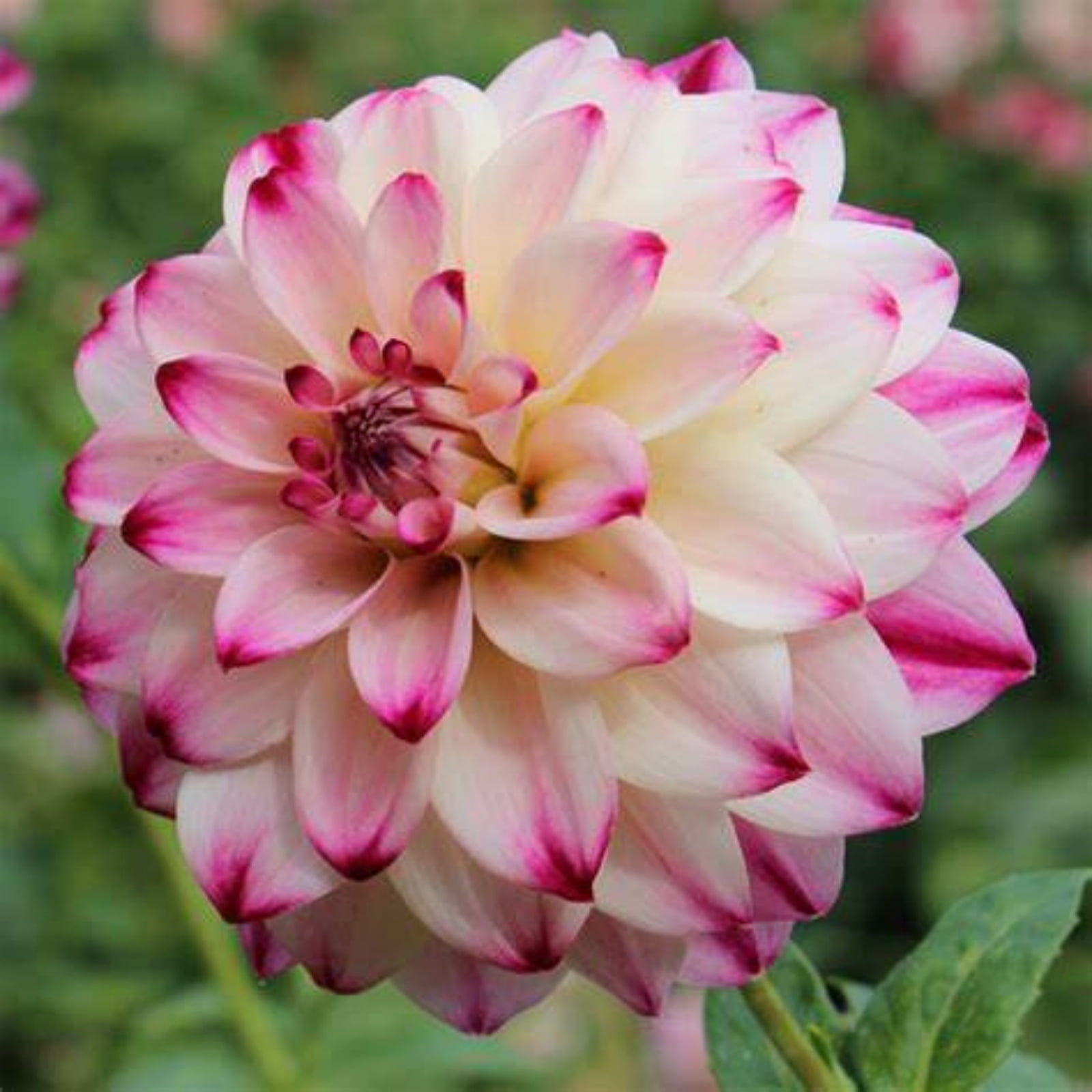 Dahlia. Garden Plant Decoration, Blooming All Year Round, (Large Tuber ...
