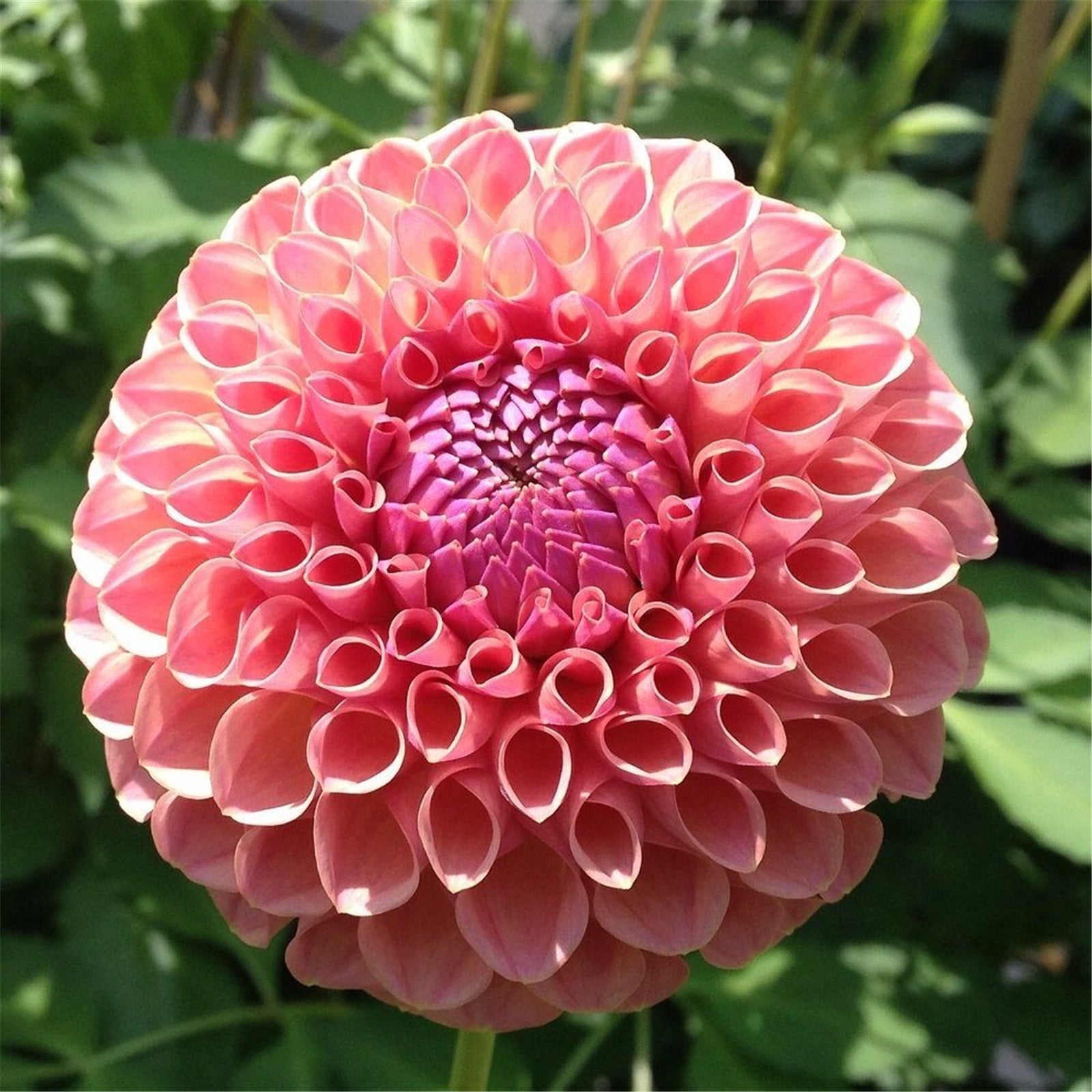 Dahlia,Home Garden Decoration Bright for Planting Perennials for ...