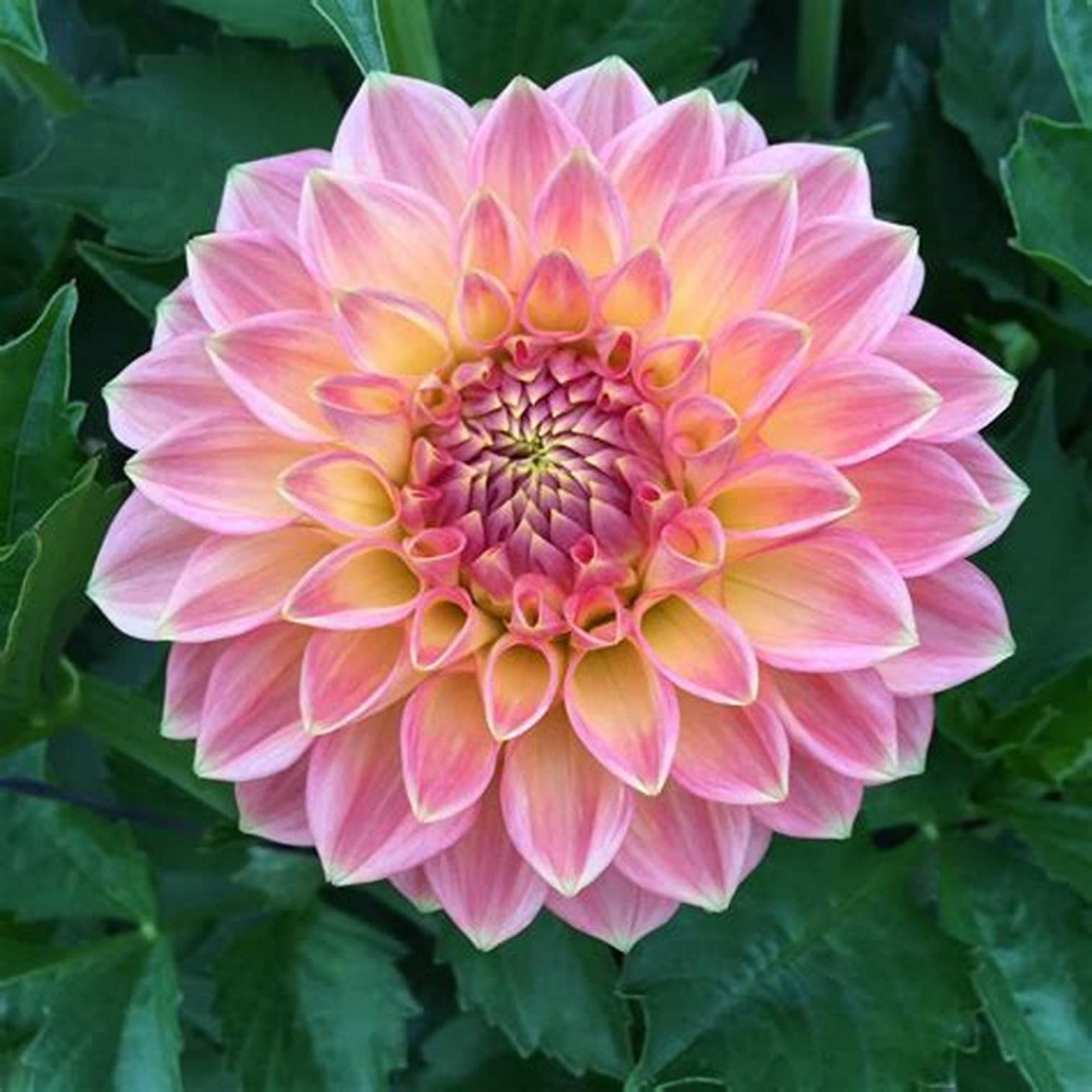 Dahlia,Home Garden Decoration Bright for Planting Perennials for ...