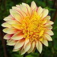 Dahlia Seed Dahlia Bulbs – 2-Pack Perennial Flower Bulbs For Garden ...