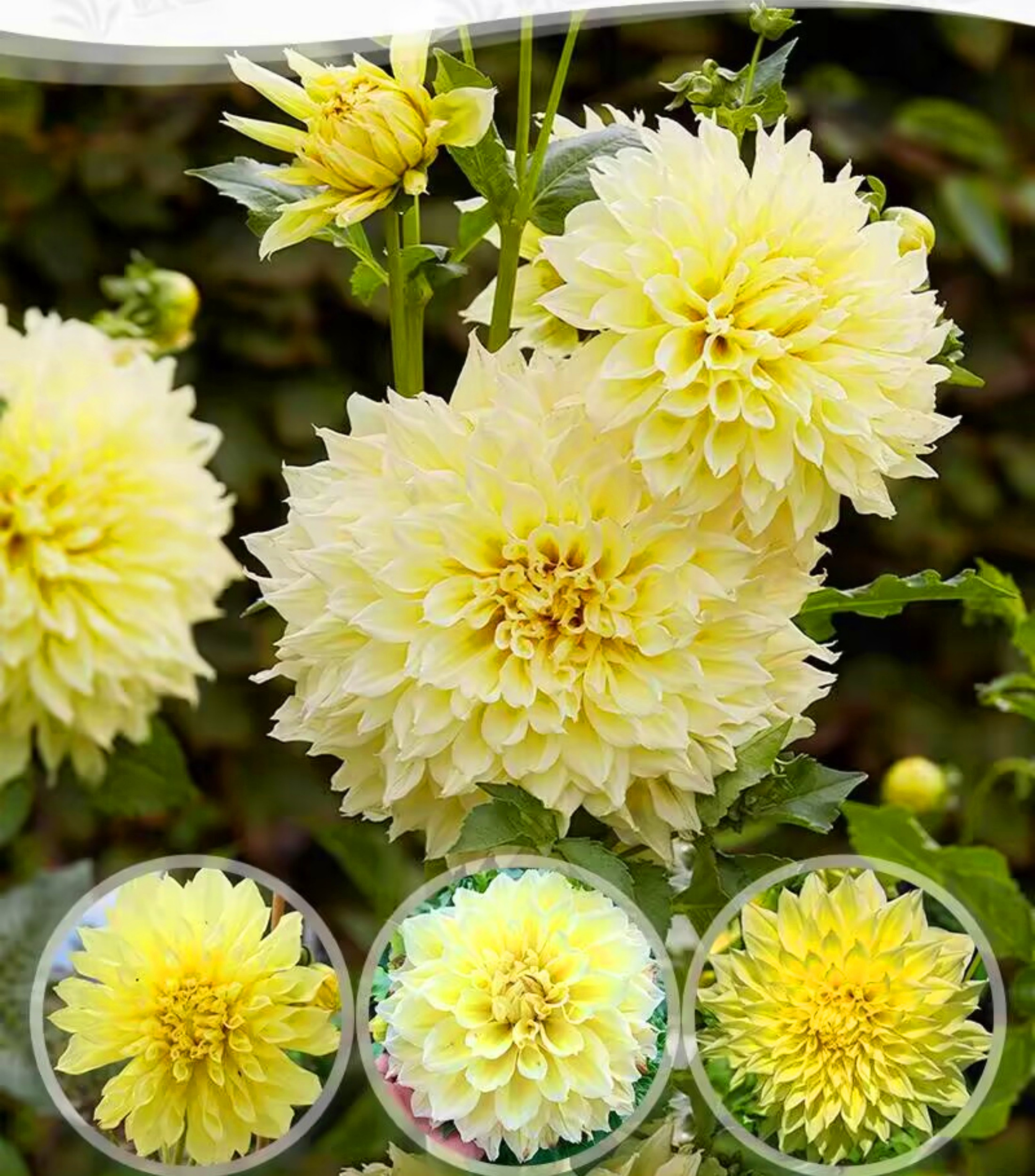 Dahlia - balcony garden decoration, colorful large flower series, can ...