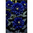 Dahlia for Planting-(Non-Artificial)-Easy to Grow & Quick High ...