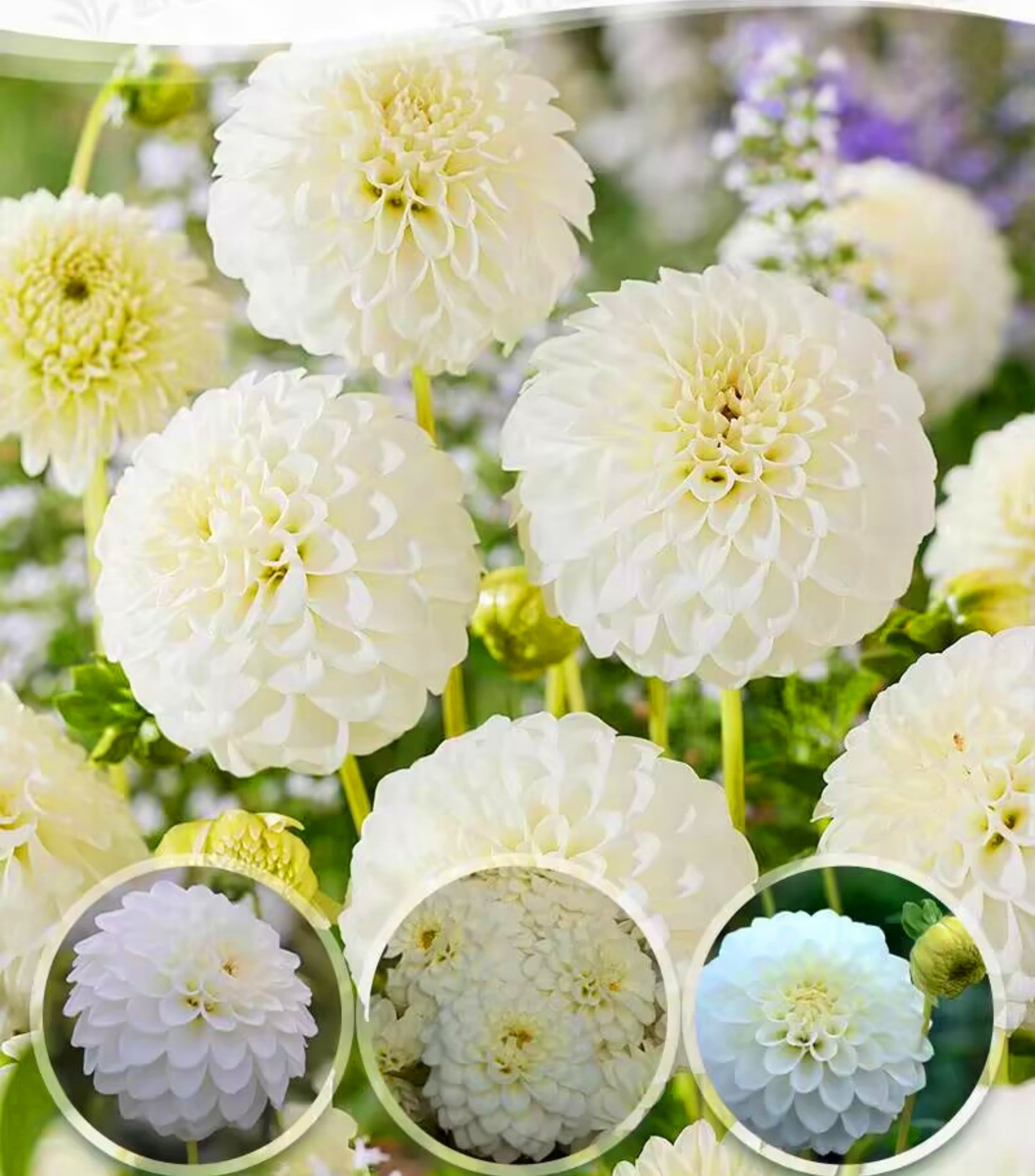 Dahlia gardening decoration flowers, bursting flower type, double petal ...