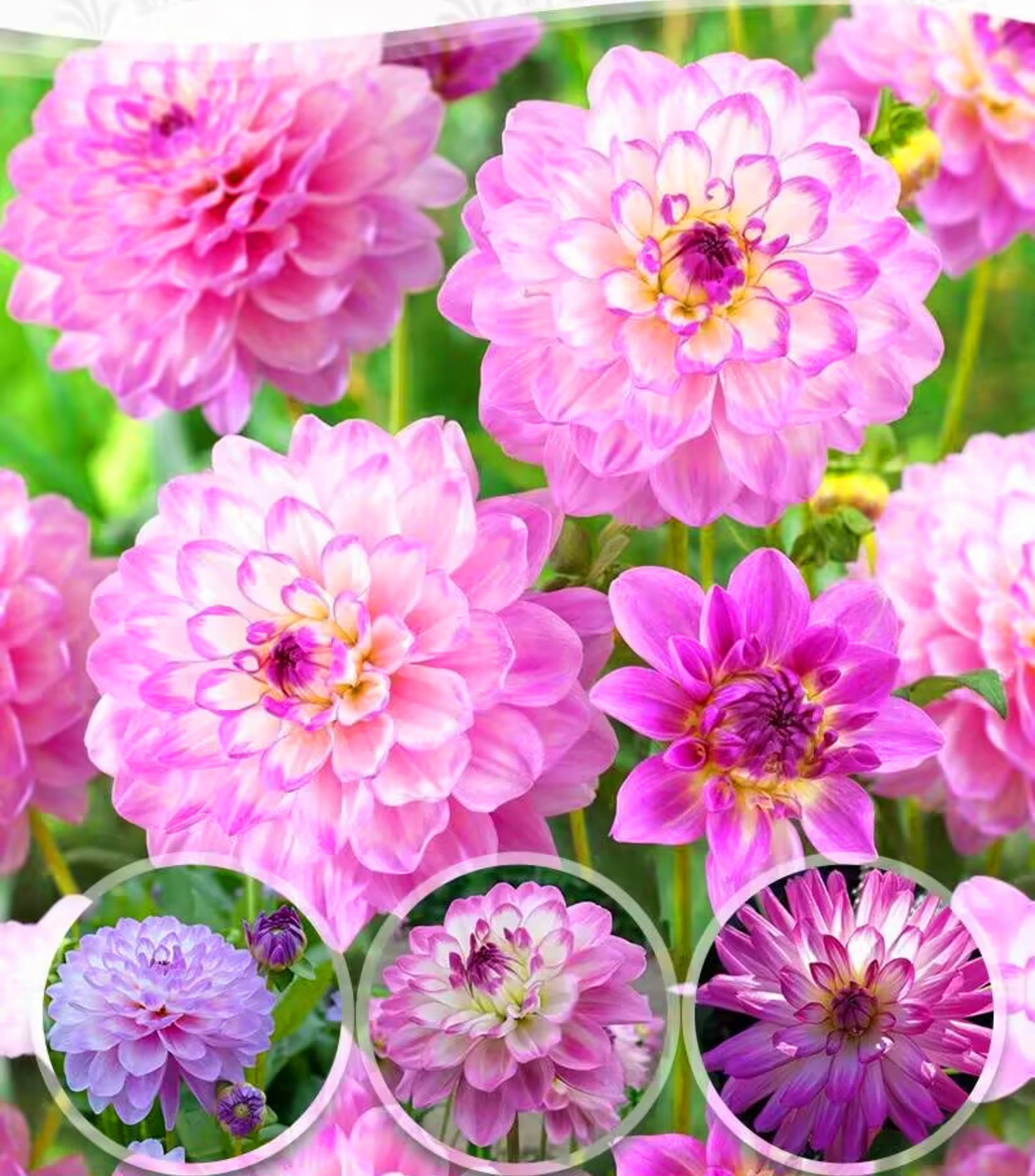 Dahlia gardening decoration flowers, bursting flower type, double petal ...