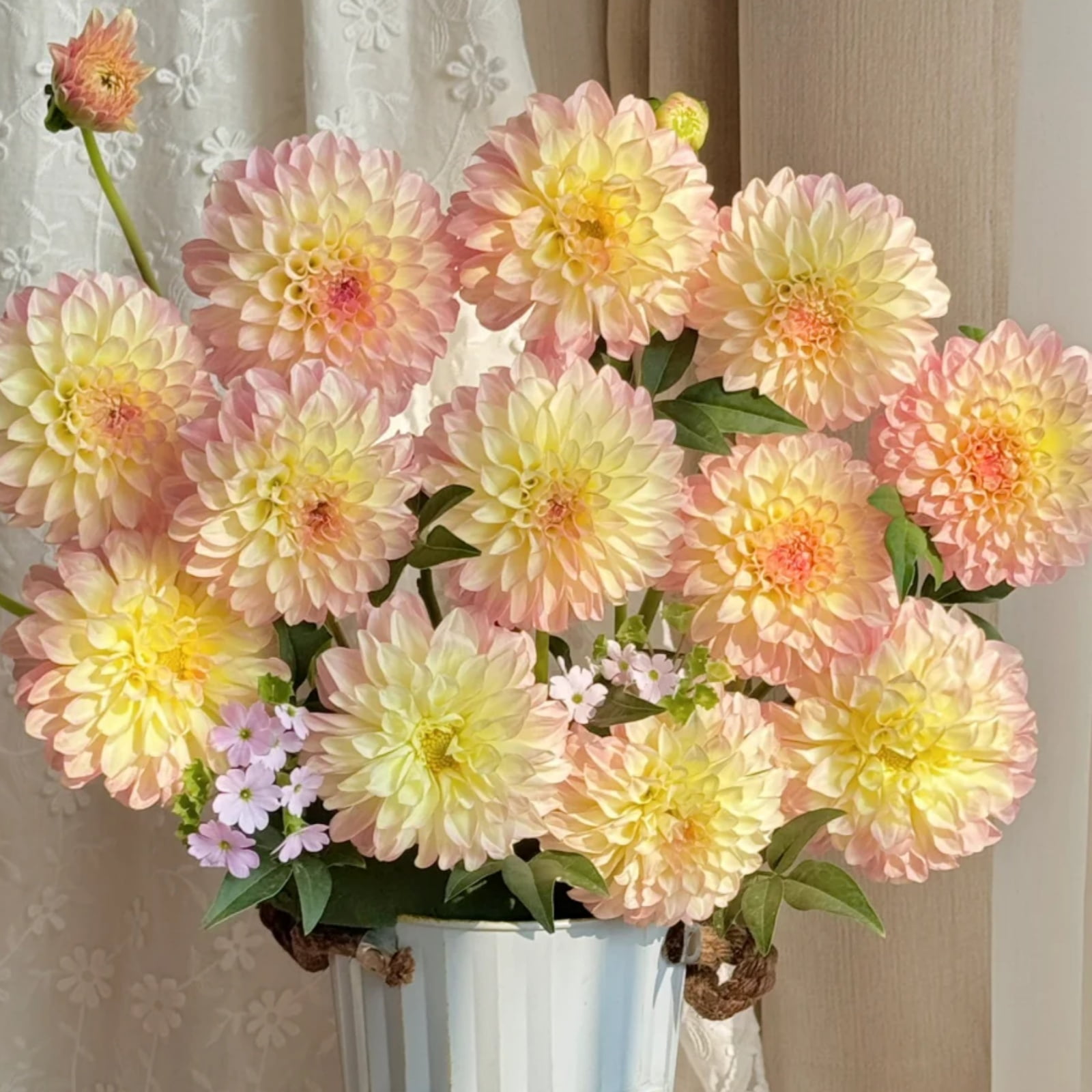 Dahlia plants - easy to plant and fast - colorful flowers - ornamental ...