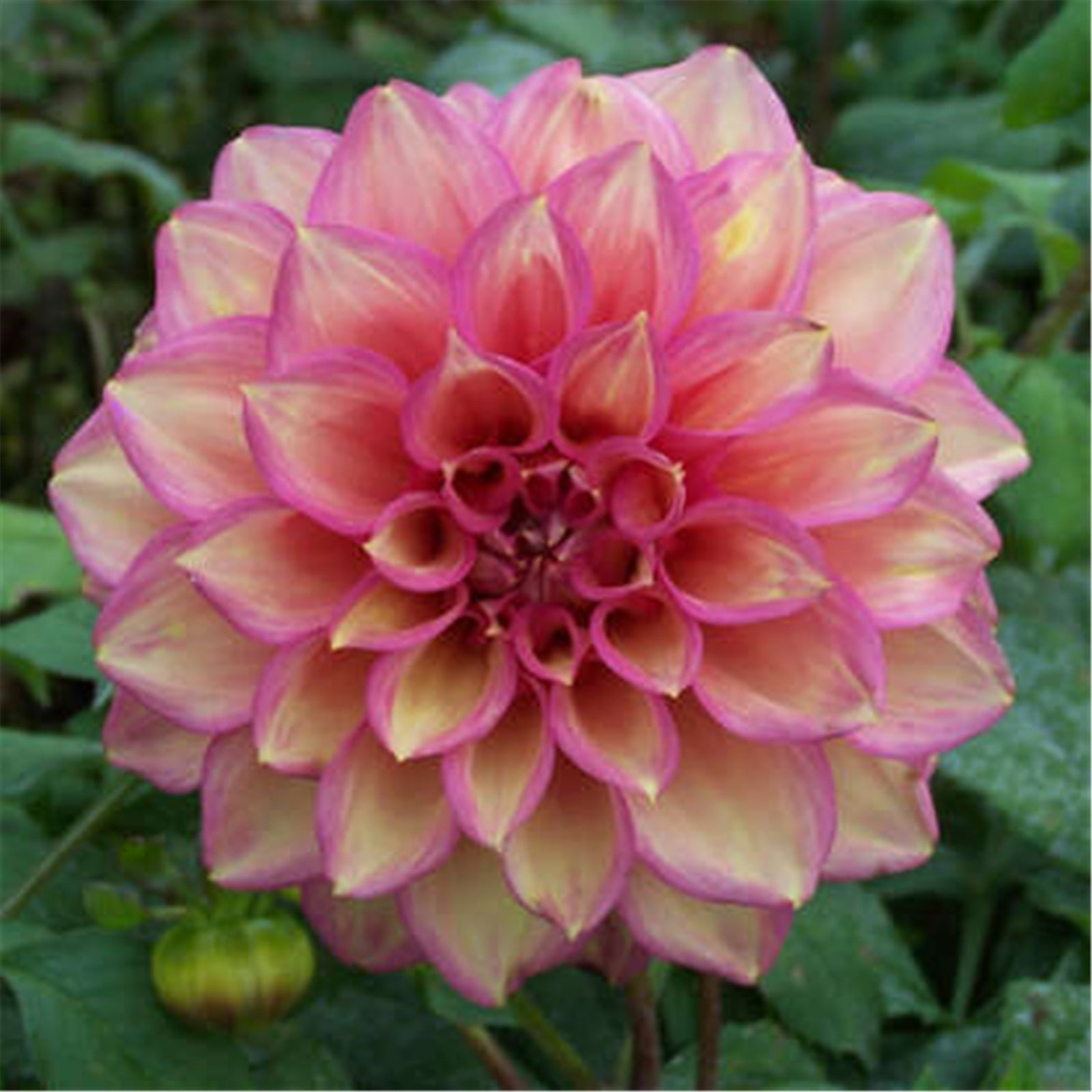 Dahlia plants for sale - Dahlia tubers for planting - Dahlia bulbs bulk ...