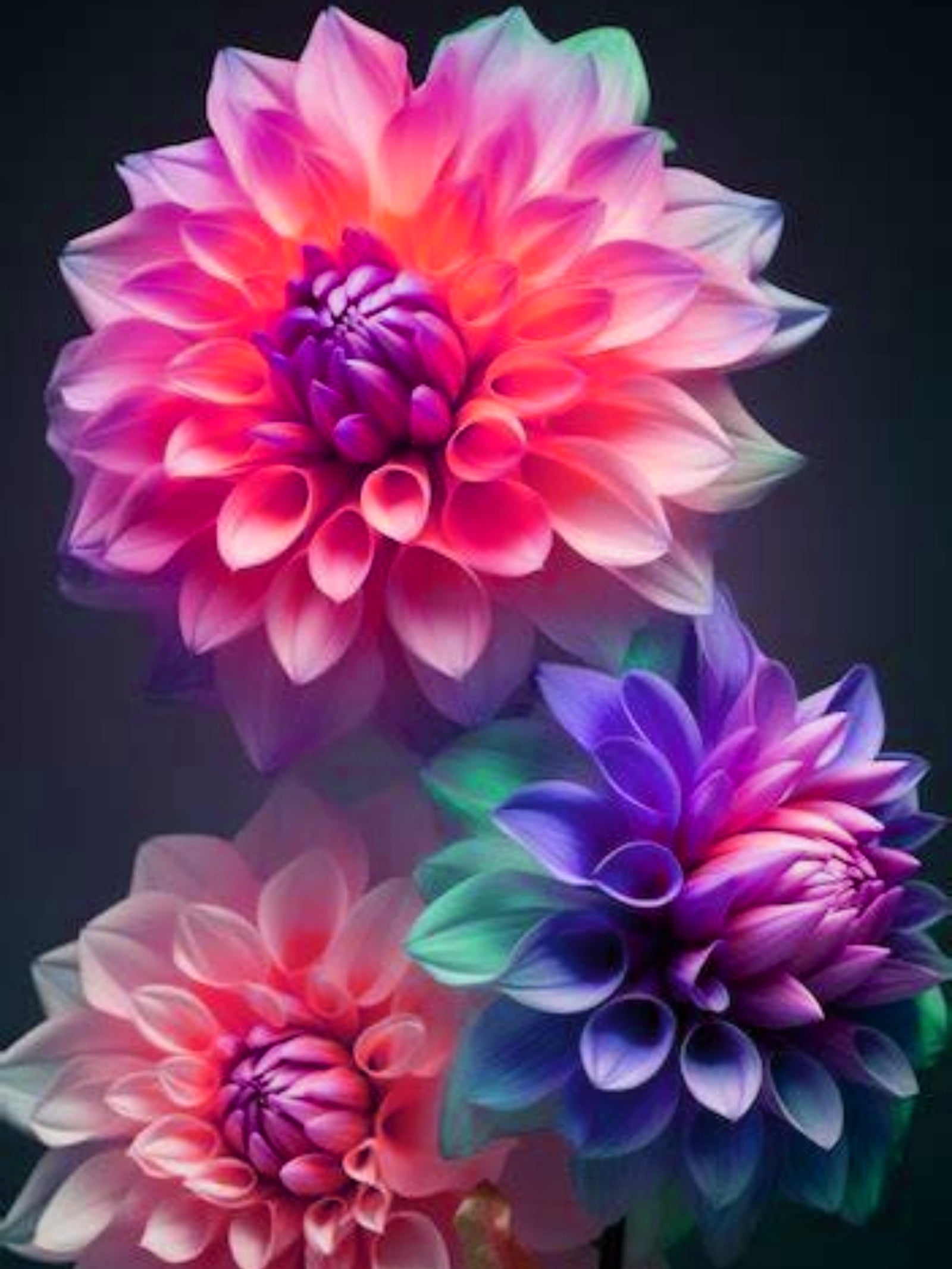 Dahlia/unique flowers/home decoration/ideal for gardening/landscape ...