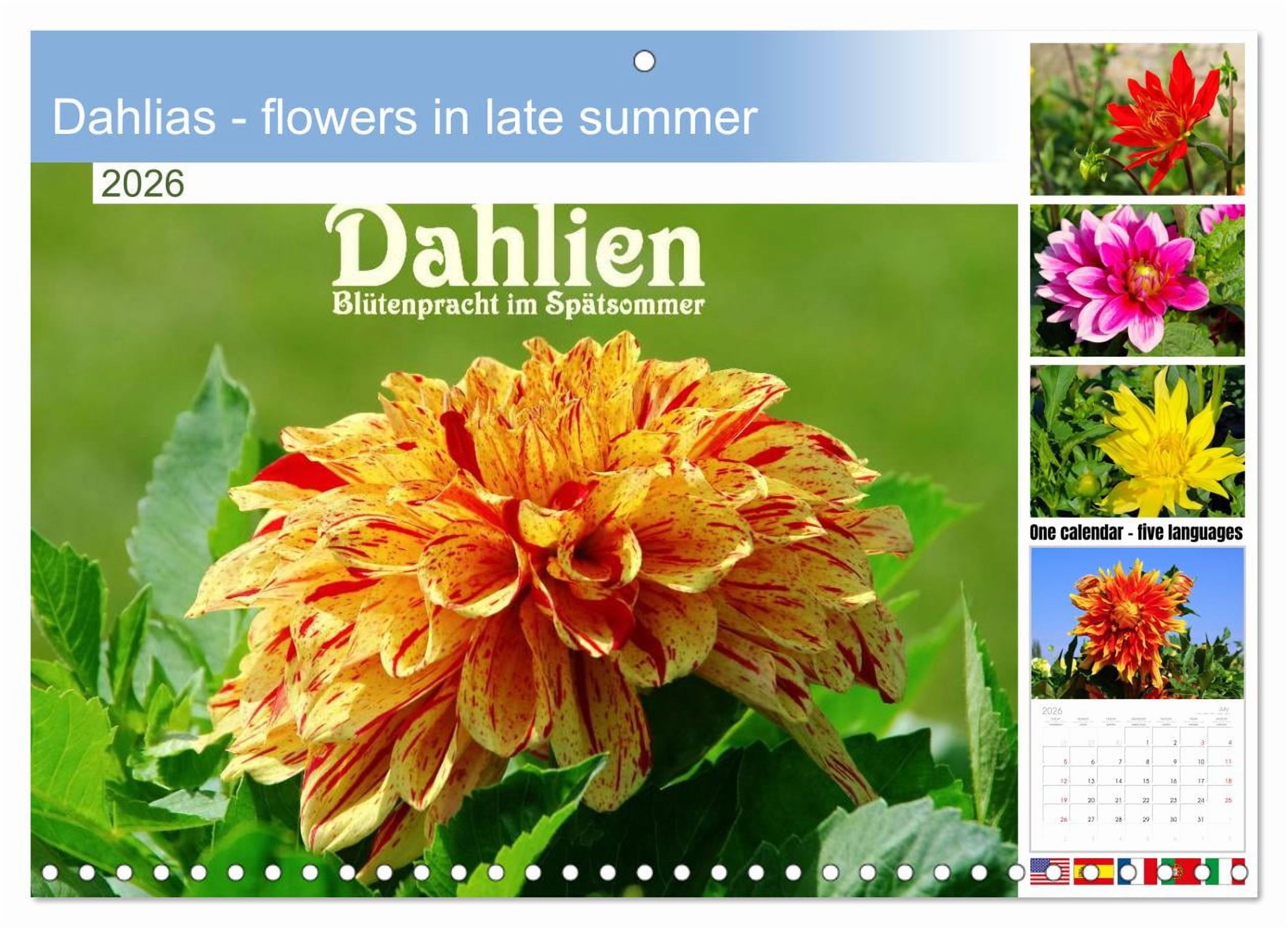 Dahlias - flowers in late summer (Monthly Wall Calendar 2026 11.7 x 16. ...