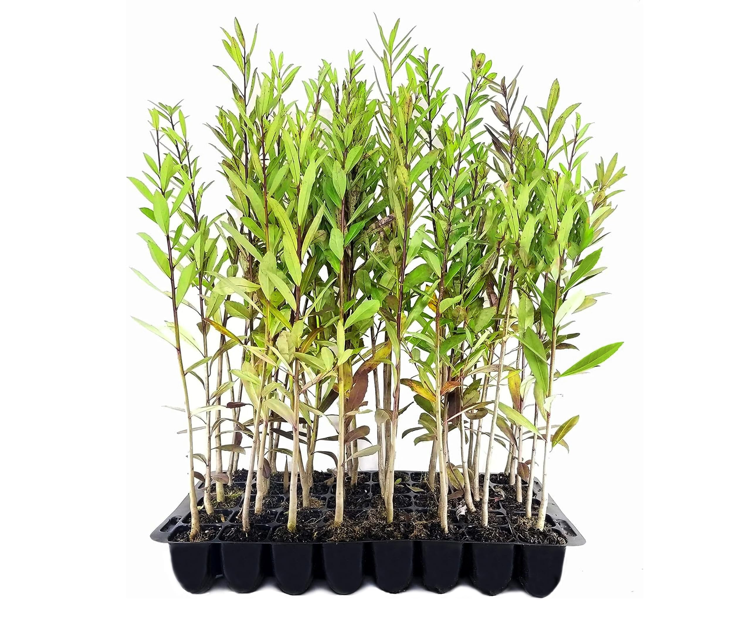 Dahoon Holly Tree 20 Live Plants Ilex Cassine Beautiful Red Berries ...