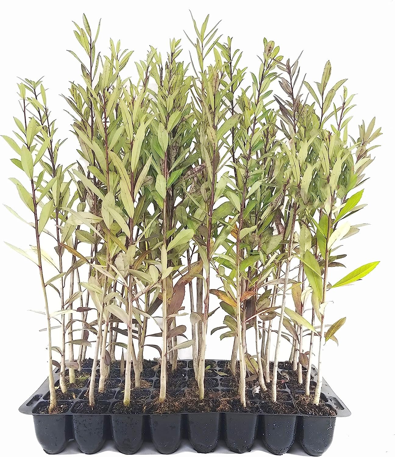 Dahoon Holly Tree 3 Live Plants Ilex Cassine Beautiful Red Berries ...