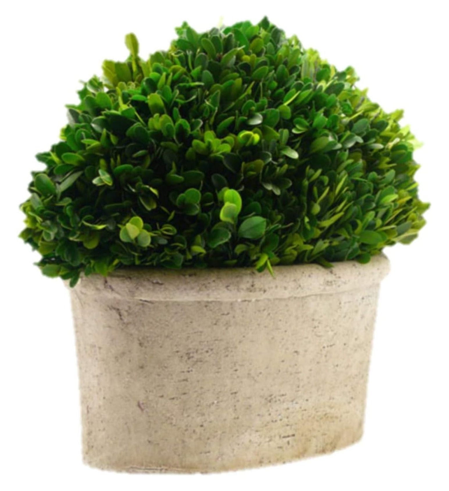 DaiZuY Preserved Boxwood Oval Topiary in a Pot, Boxwood in Planters ...