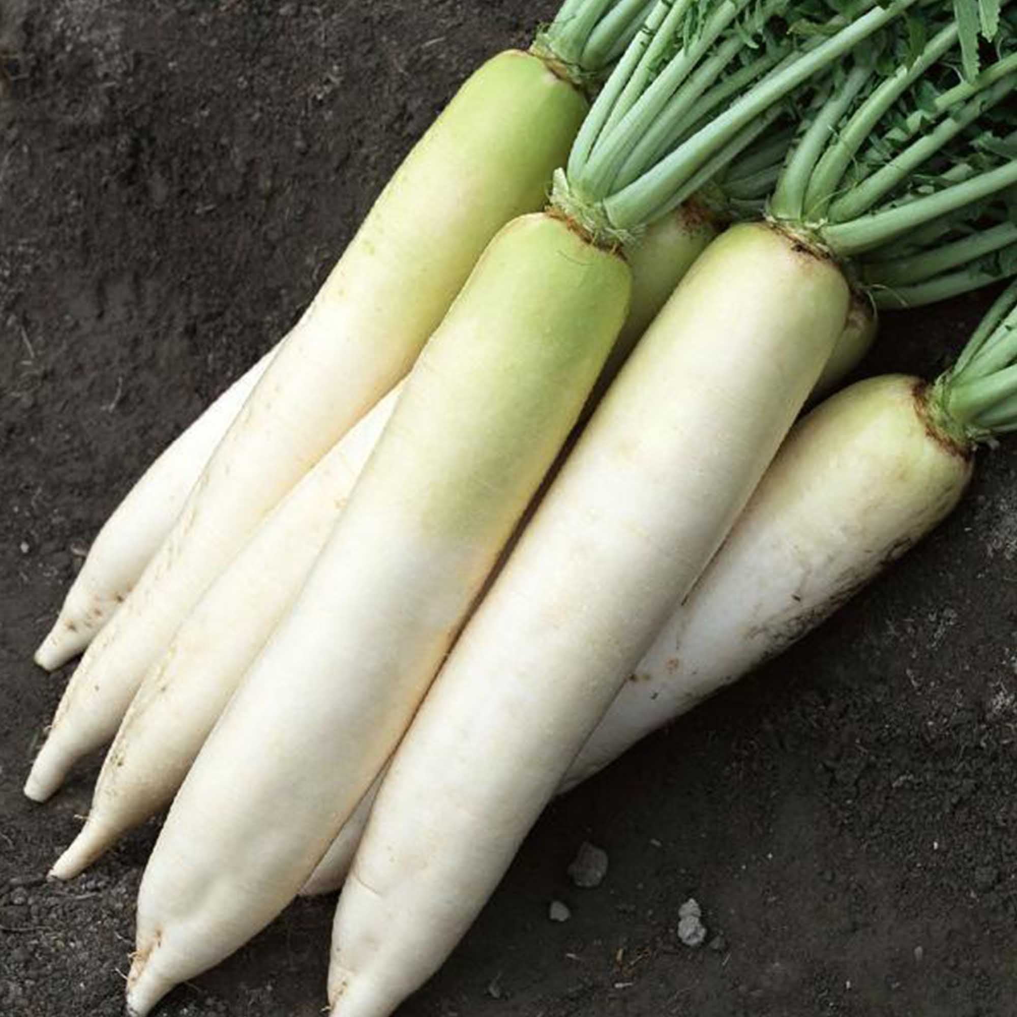 Daikon Radish - 1 LB ~42,800 Seeds - Non-GMO, Heirloom, Open Pollinated ...
