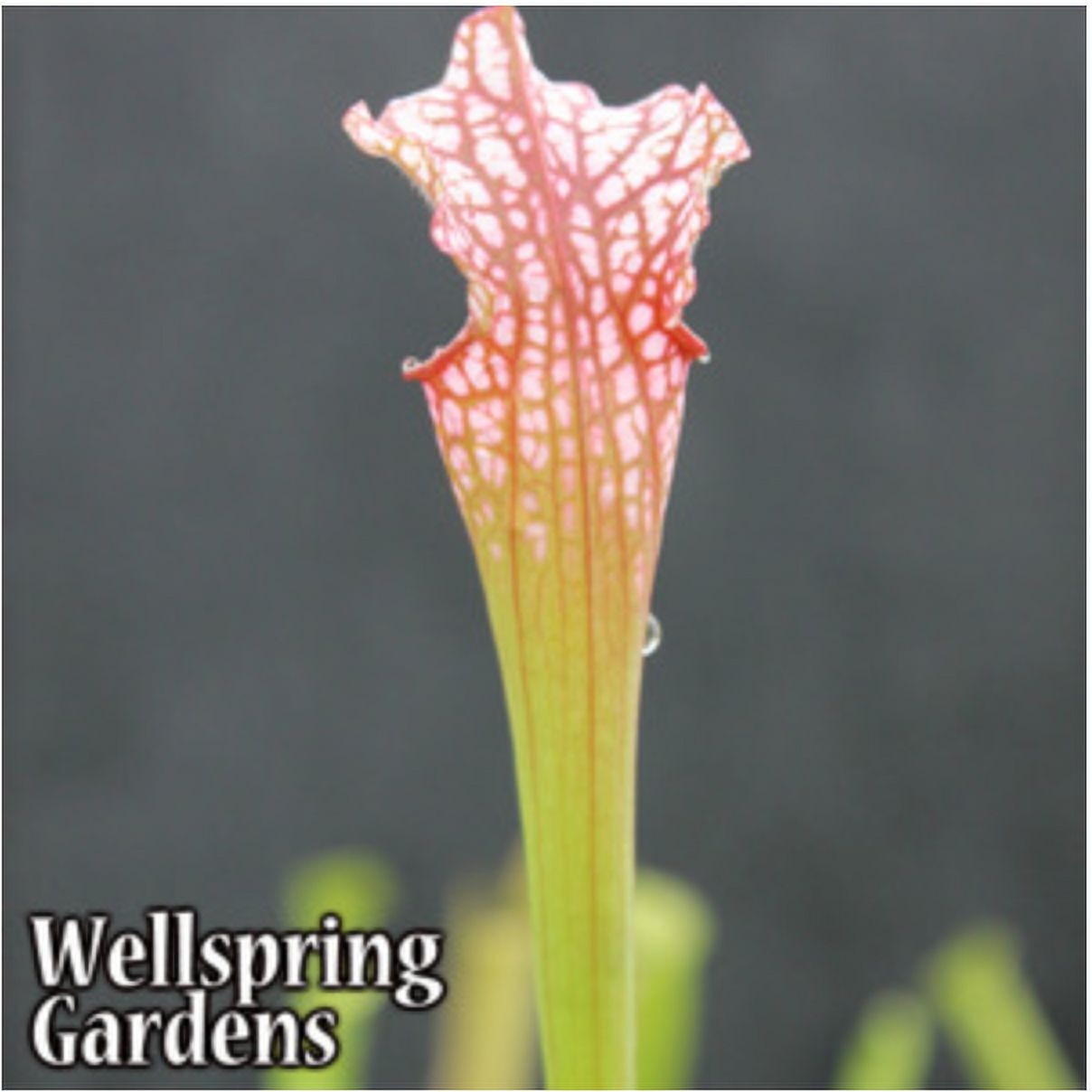 Daina's Delight (Dana's Delight) Carnivorous Live Pitcher Plant - Sarracenia - Wellspring ...