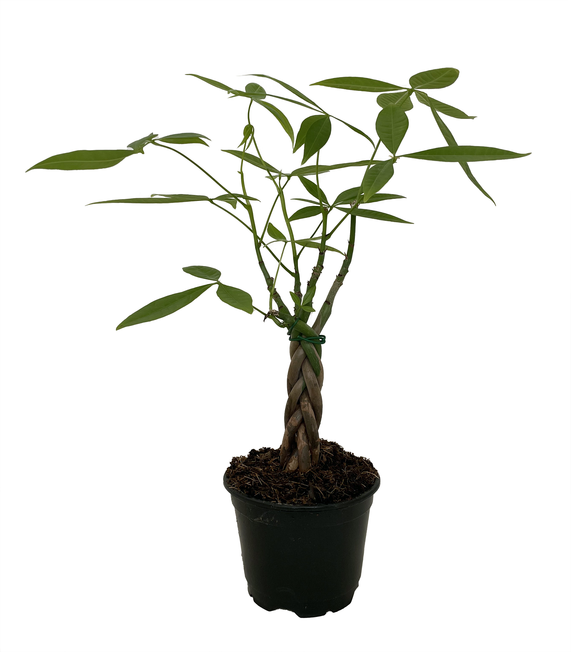 Dainty Braided Money Tree Plant - Pachira aquatica - 4" Pot - Great ...