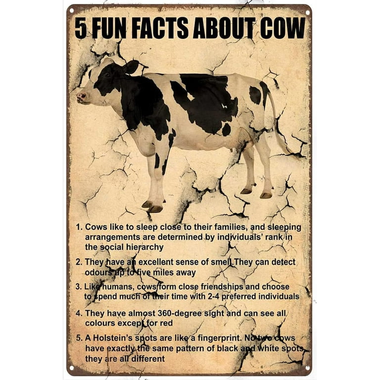 5 Amazing Facts About Cow 8 Fun Facts About Cows