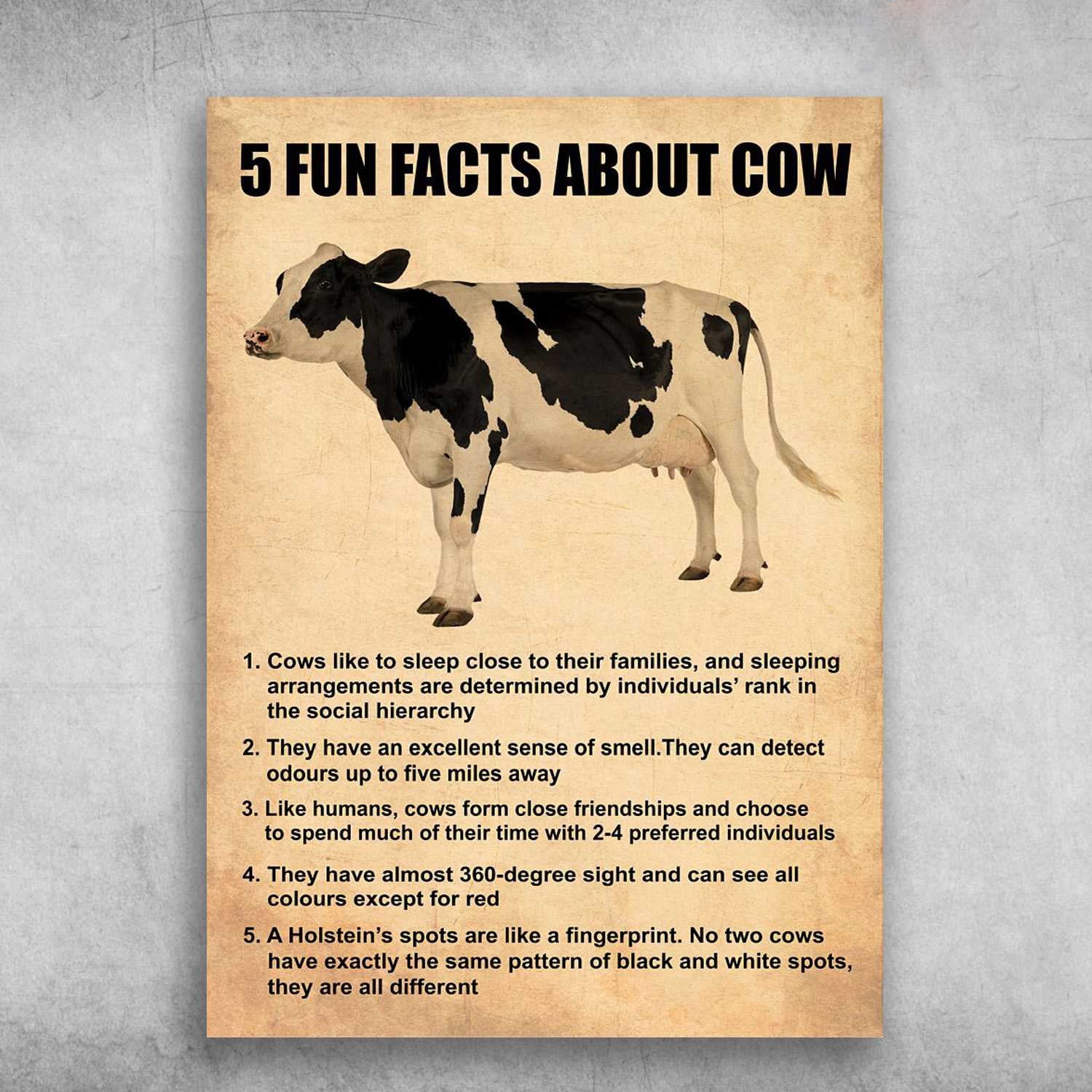 Dairy Cow Fun Fact - 5 Fun Facts About Cow, Cows Like Sleep Close To Their Families, And ...