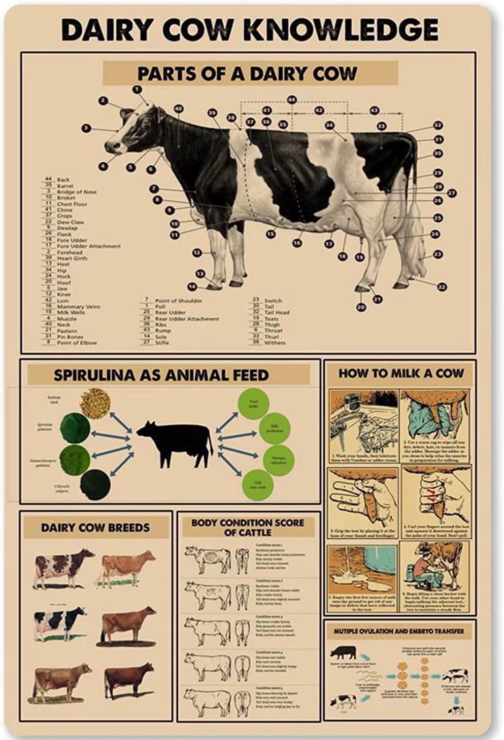 Dairy Cow Knowledge Metal Sign Wall Decor Poster Parts Of A Dairy Cow ...